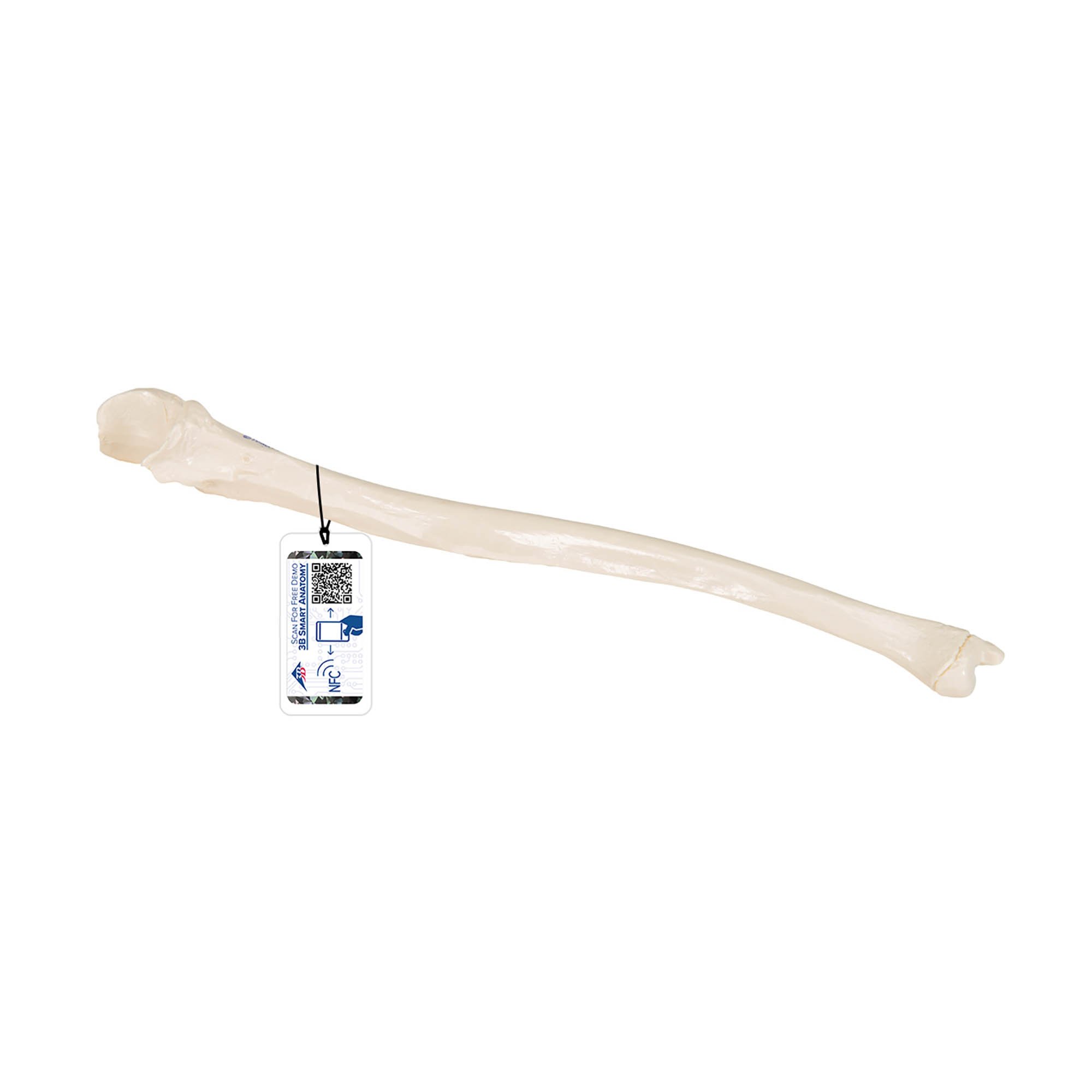 3B Scientific Arm Bone Models - 3B Smart Anatomy