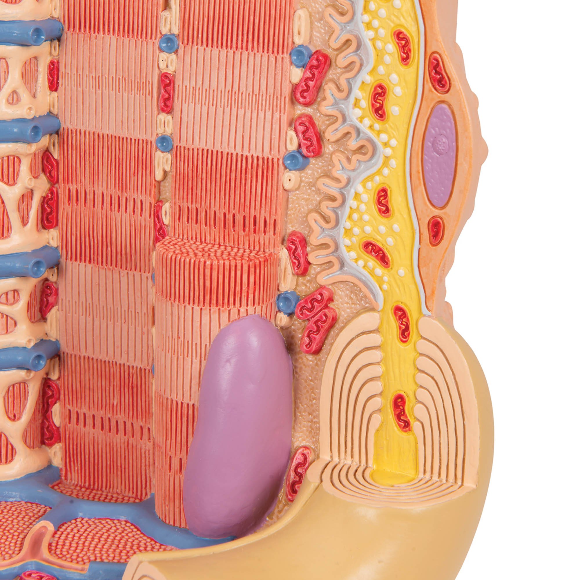 3B Scientific B60 MICROanatomy Muscle Cross Section Model