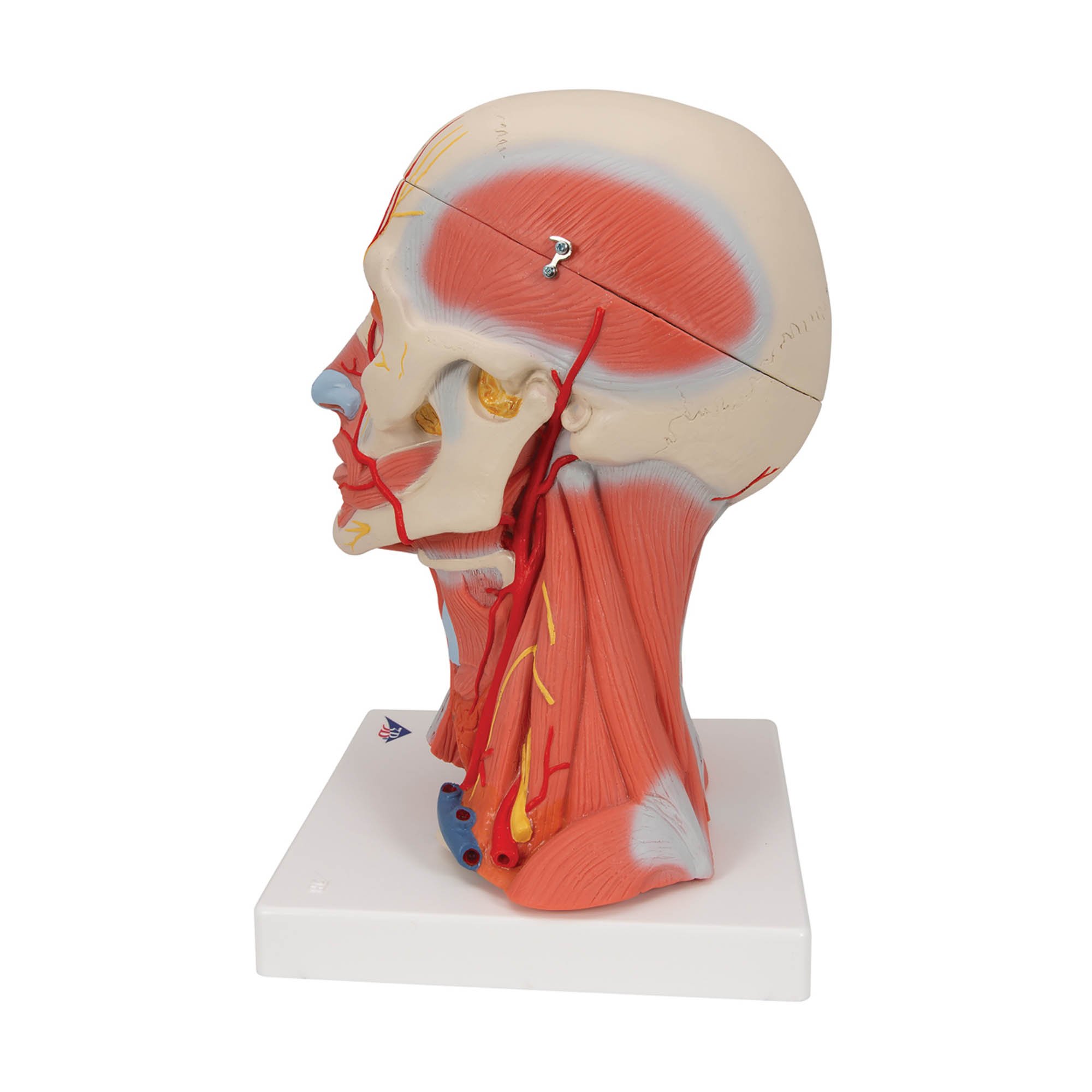 3B Scientific C05 Head Neck Musculature Model 5-Part