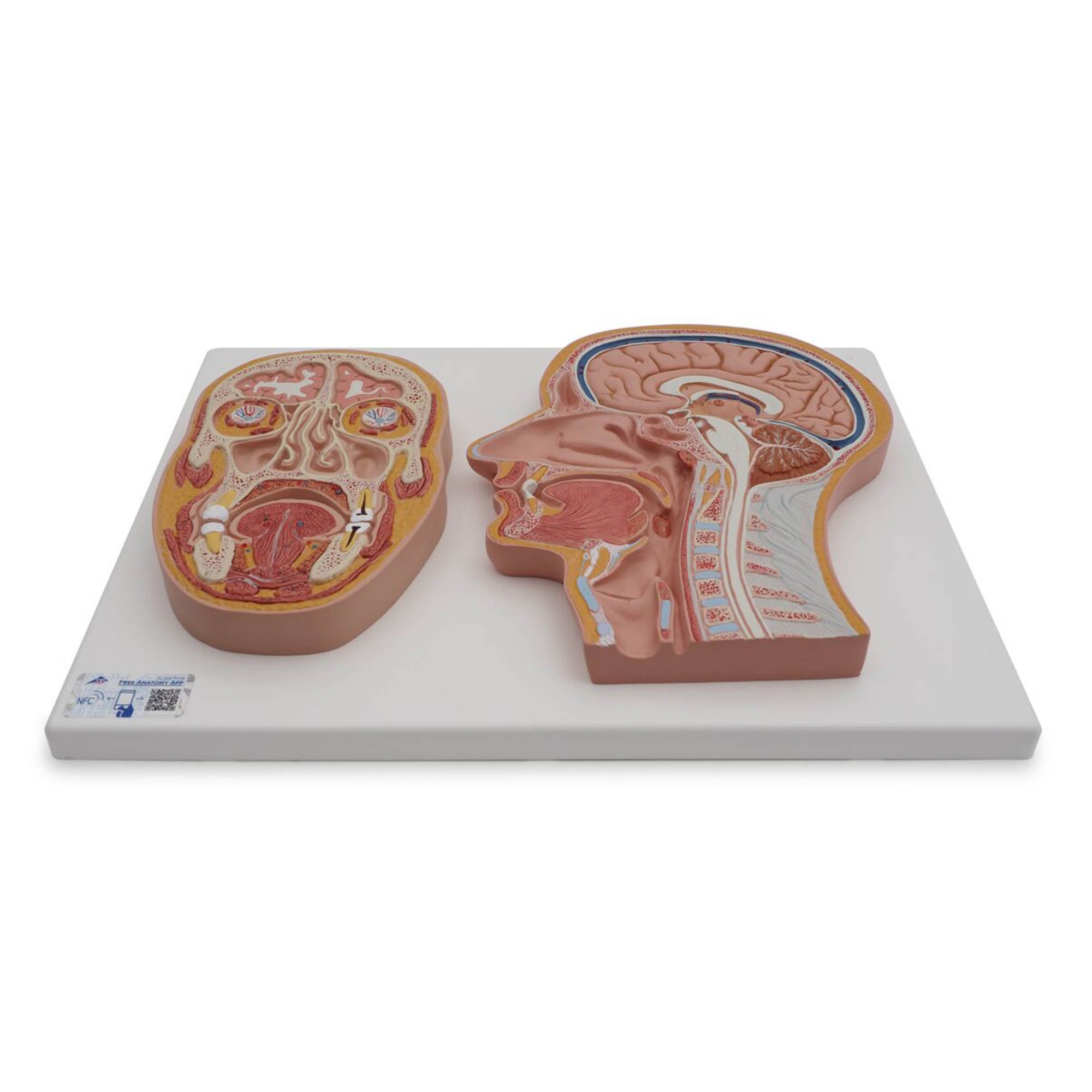 3B Scientific C13 Median and Frontal Section of the Head Model