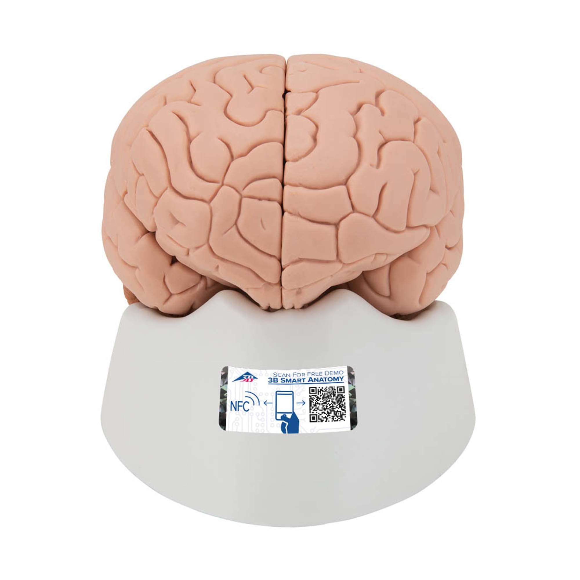 3B Scientific C15 Life-Size Brain Model 2-Part