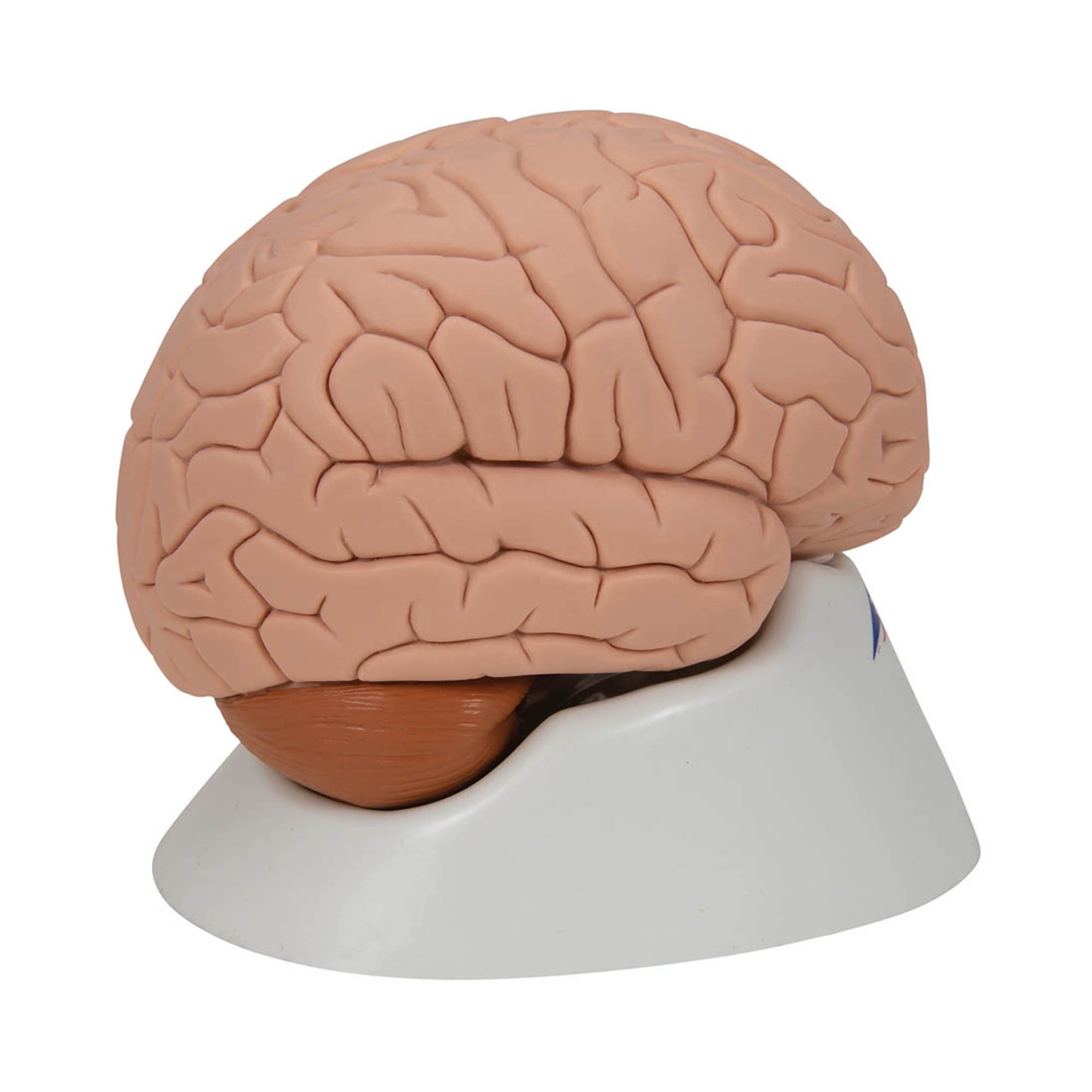 3B Scientific C15 Life-Size Brain Model 2-Part