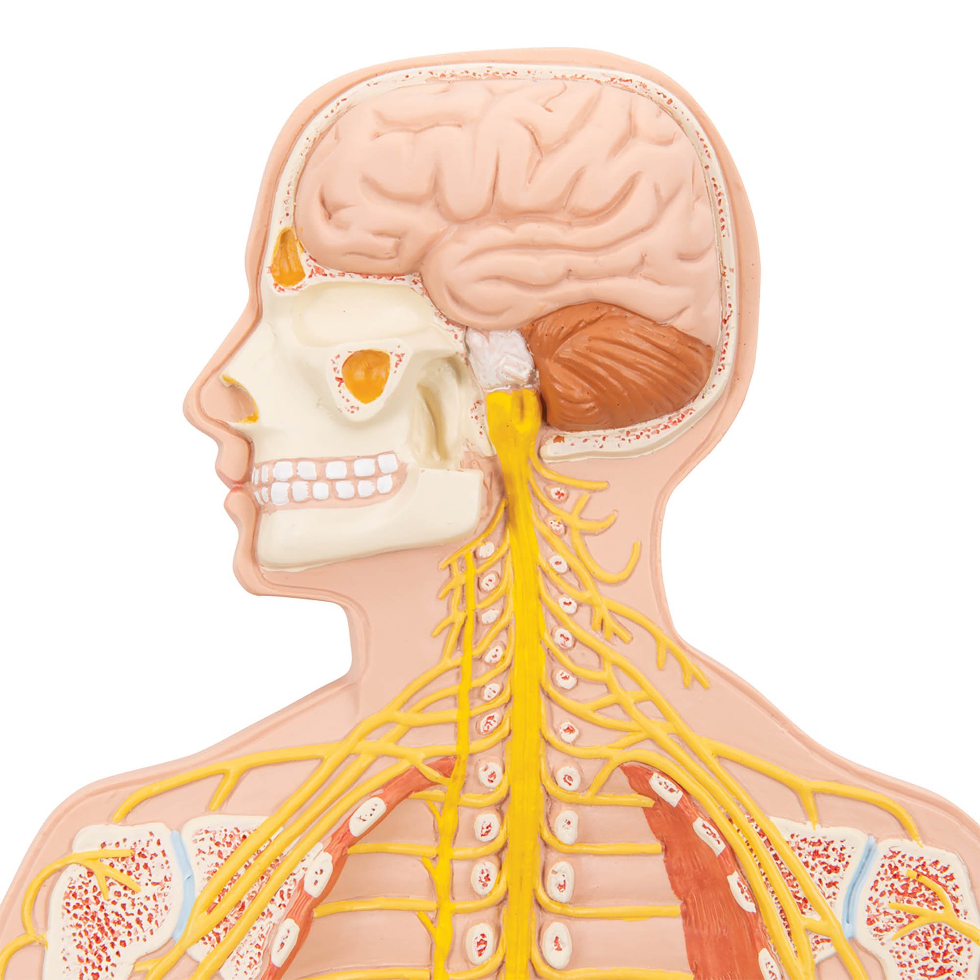 3B Scientific C30 Nervous System Model Half Life-Size