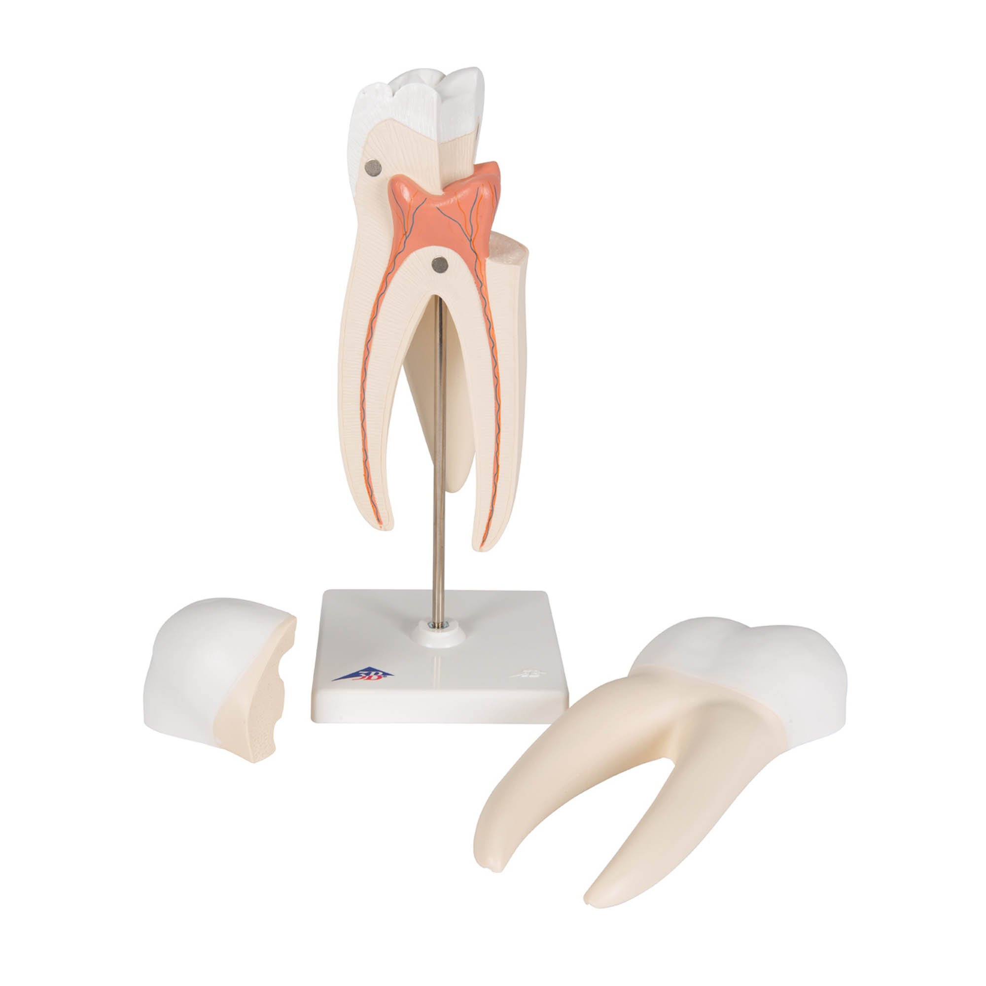 3B Scientific D10-5 Upper Triple Root Molar Model 3-Part