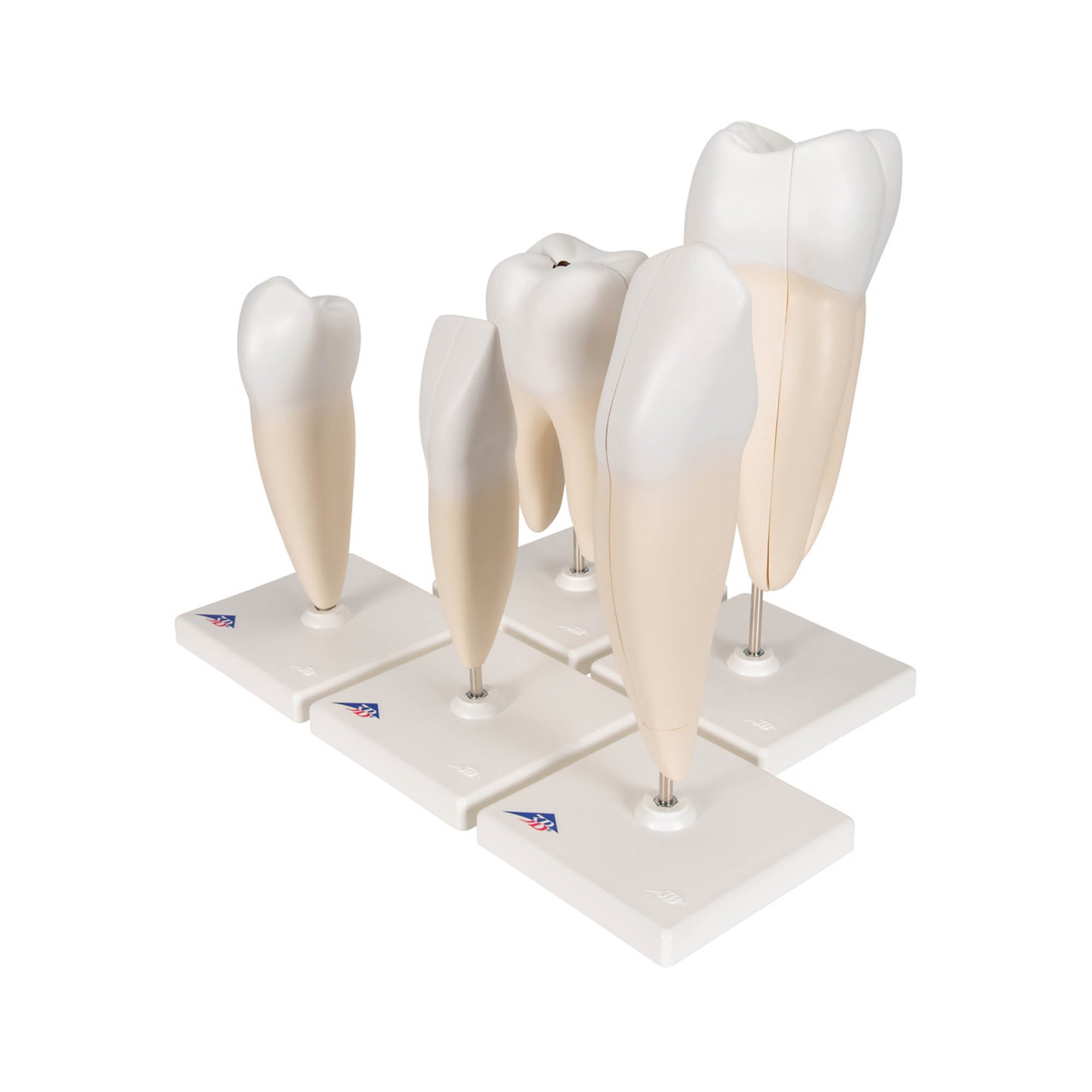 3B Scientific D10 Classic Tooth Models Series, 5 Models