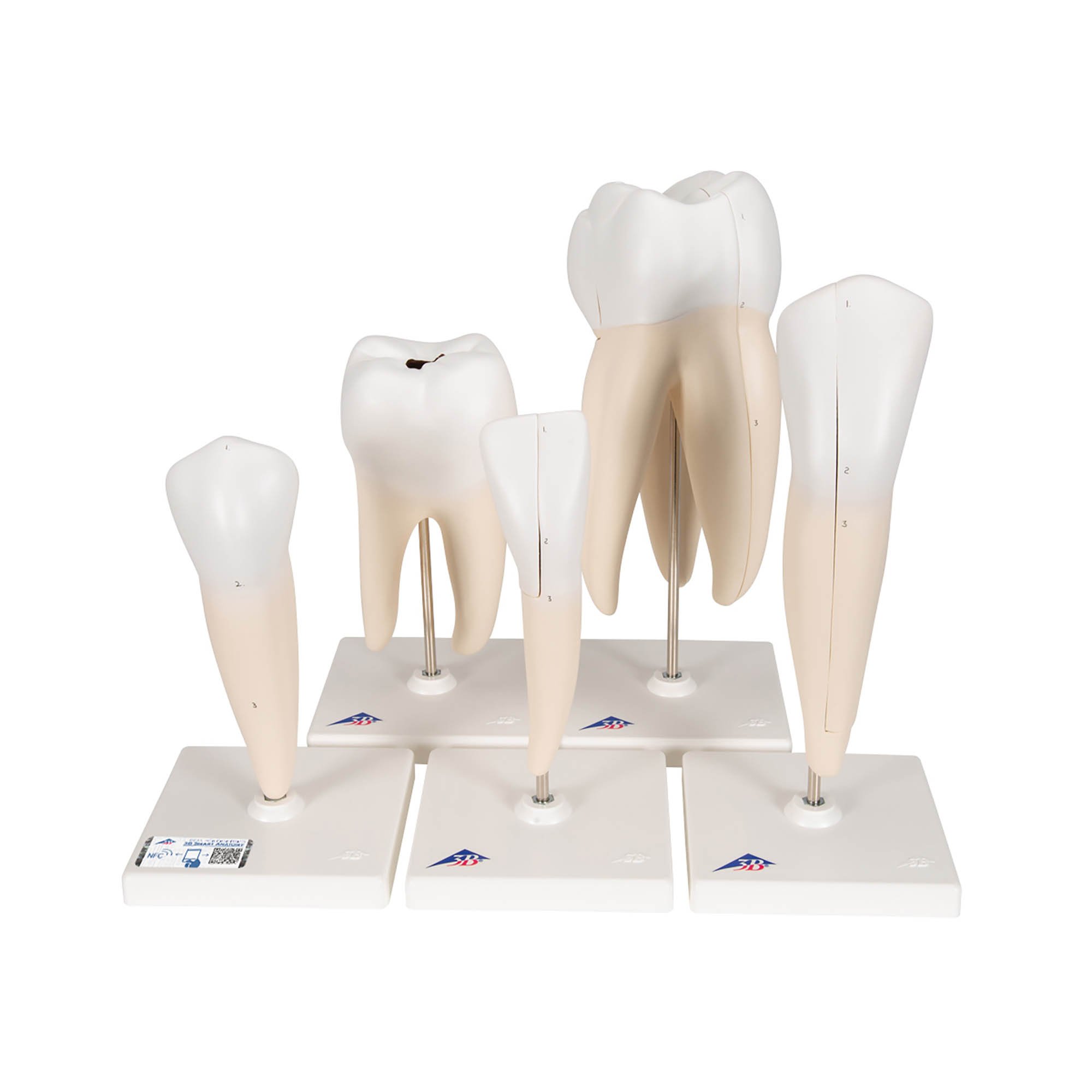 D10 3B Smart Anatomy Human Tooth Models Set "Classic Series" 5 Models