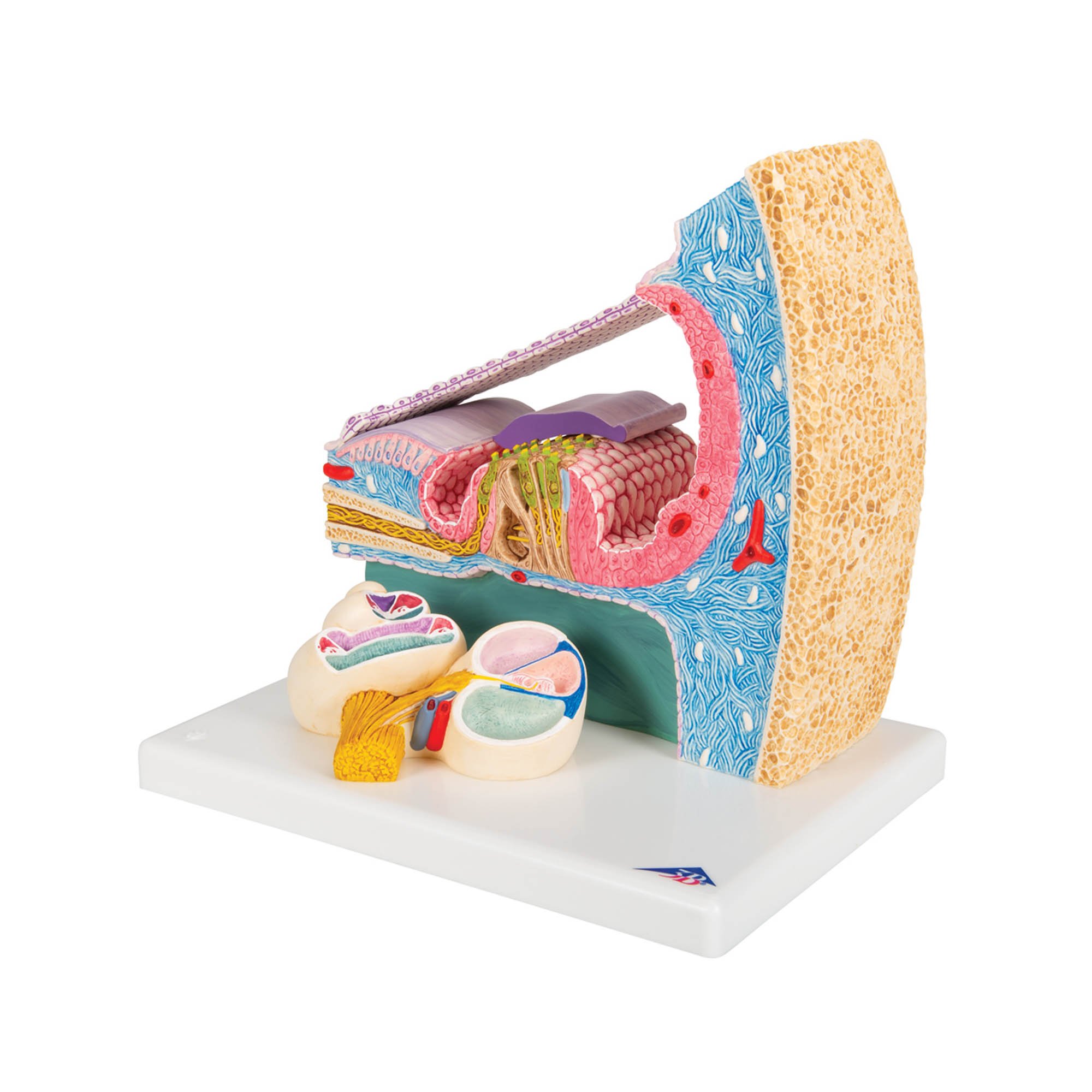 3B Scientific E14 Organ of Corti Model