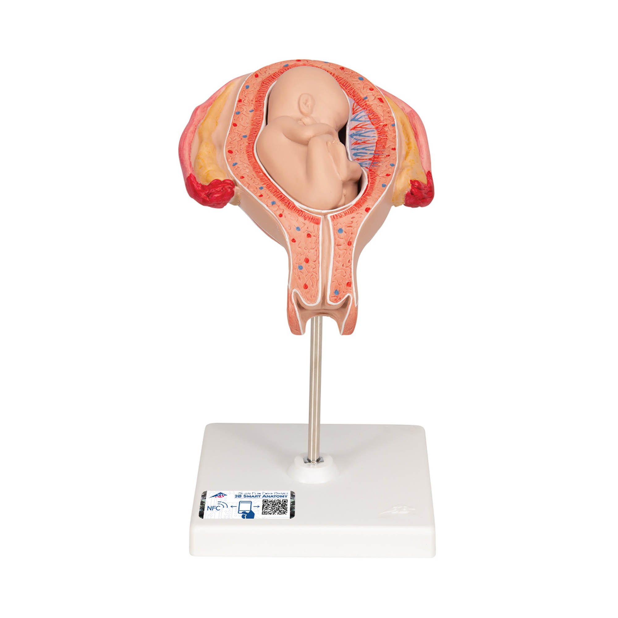 3B Scientific L10-5 Fifth Month Fetus Breech Position Model