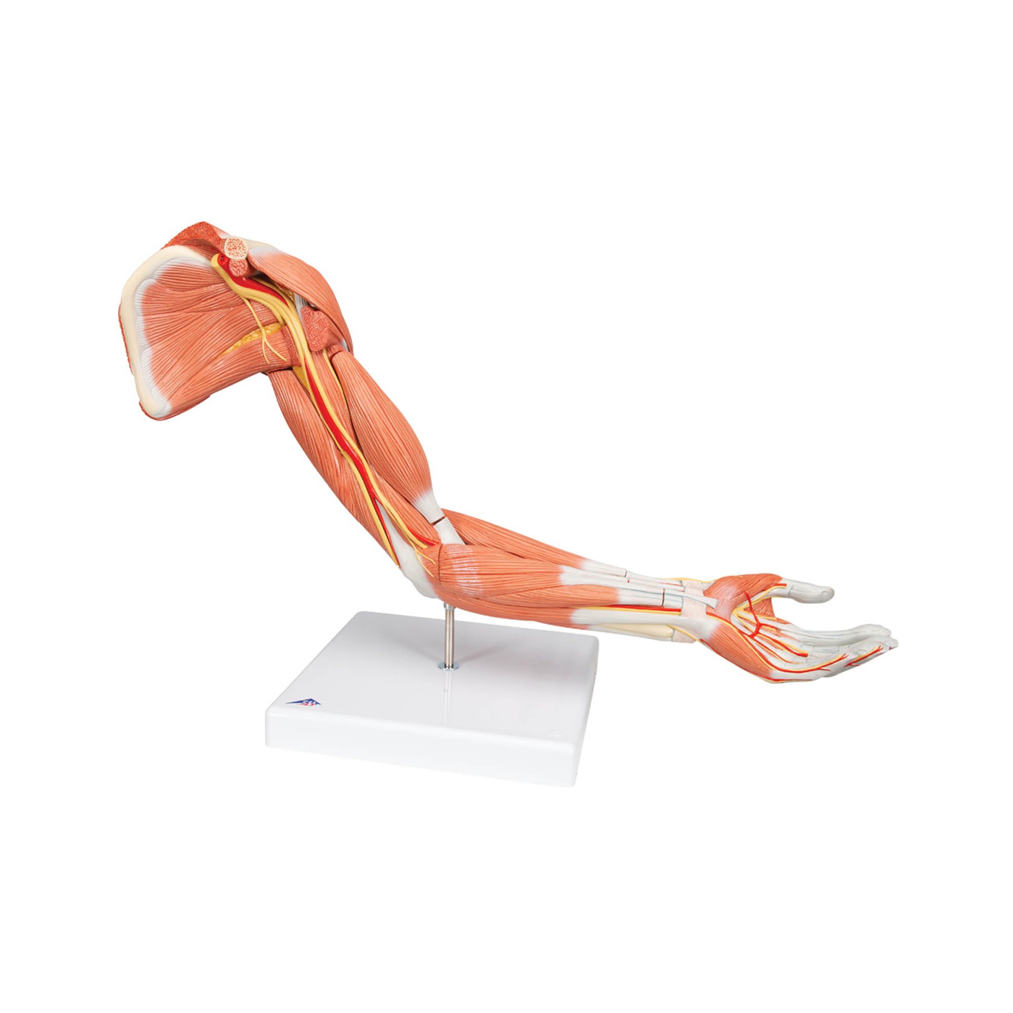 3B Scientific M11 Deluxe Muscle Arm Model 6-Part Life-Size