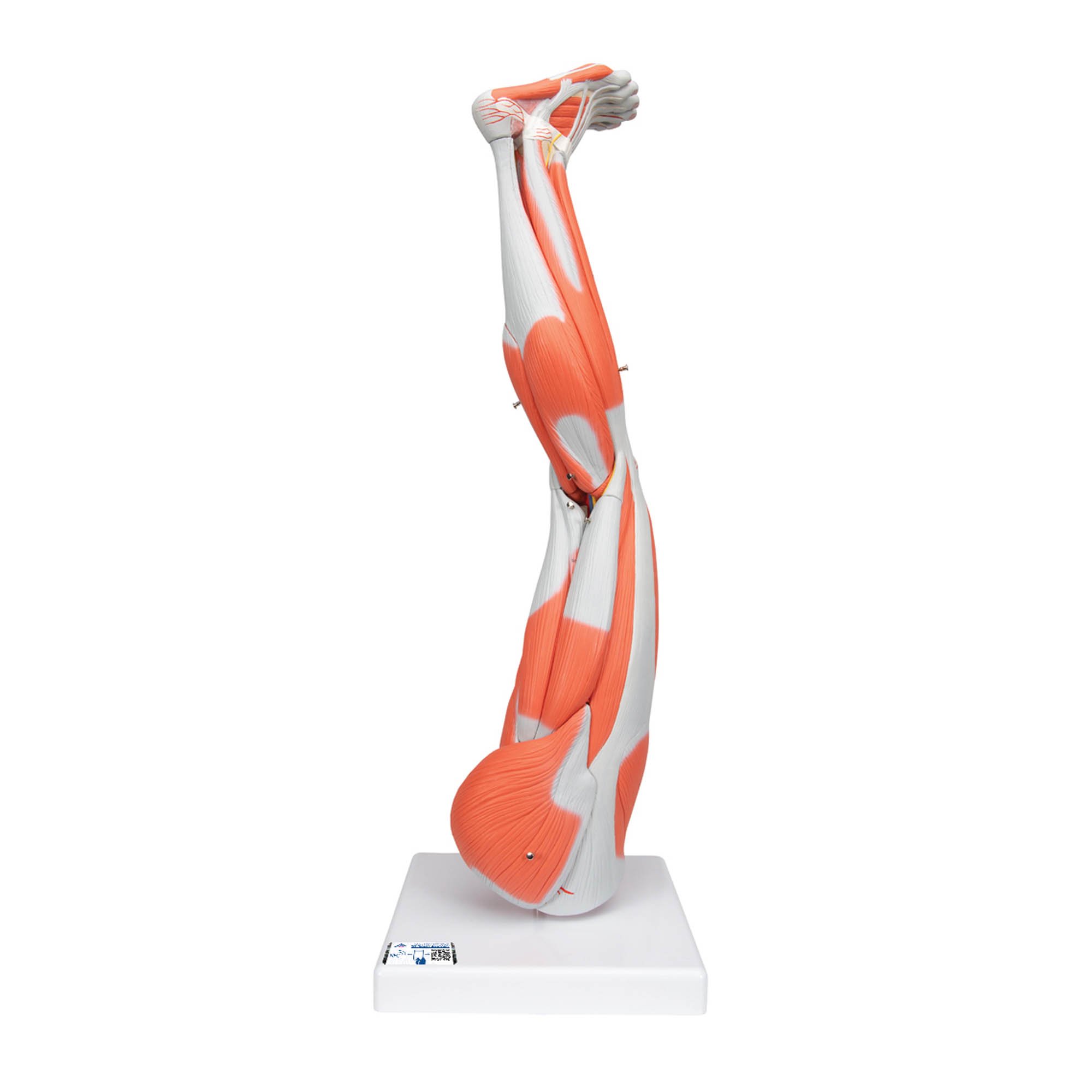 3B Scientific M20 Muscles of the Left Leg Model 9-Part 3/4 Life-Size
