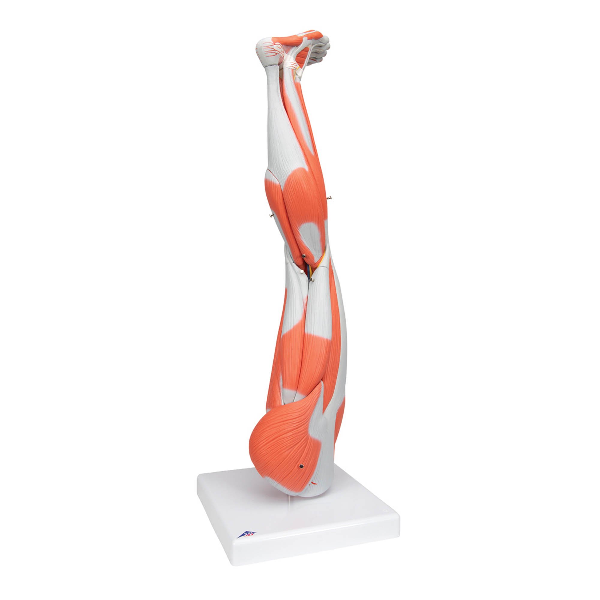 3B Scientific M20 Muscles of the Left Leg Model 9-Part 3/4 Life-Size