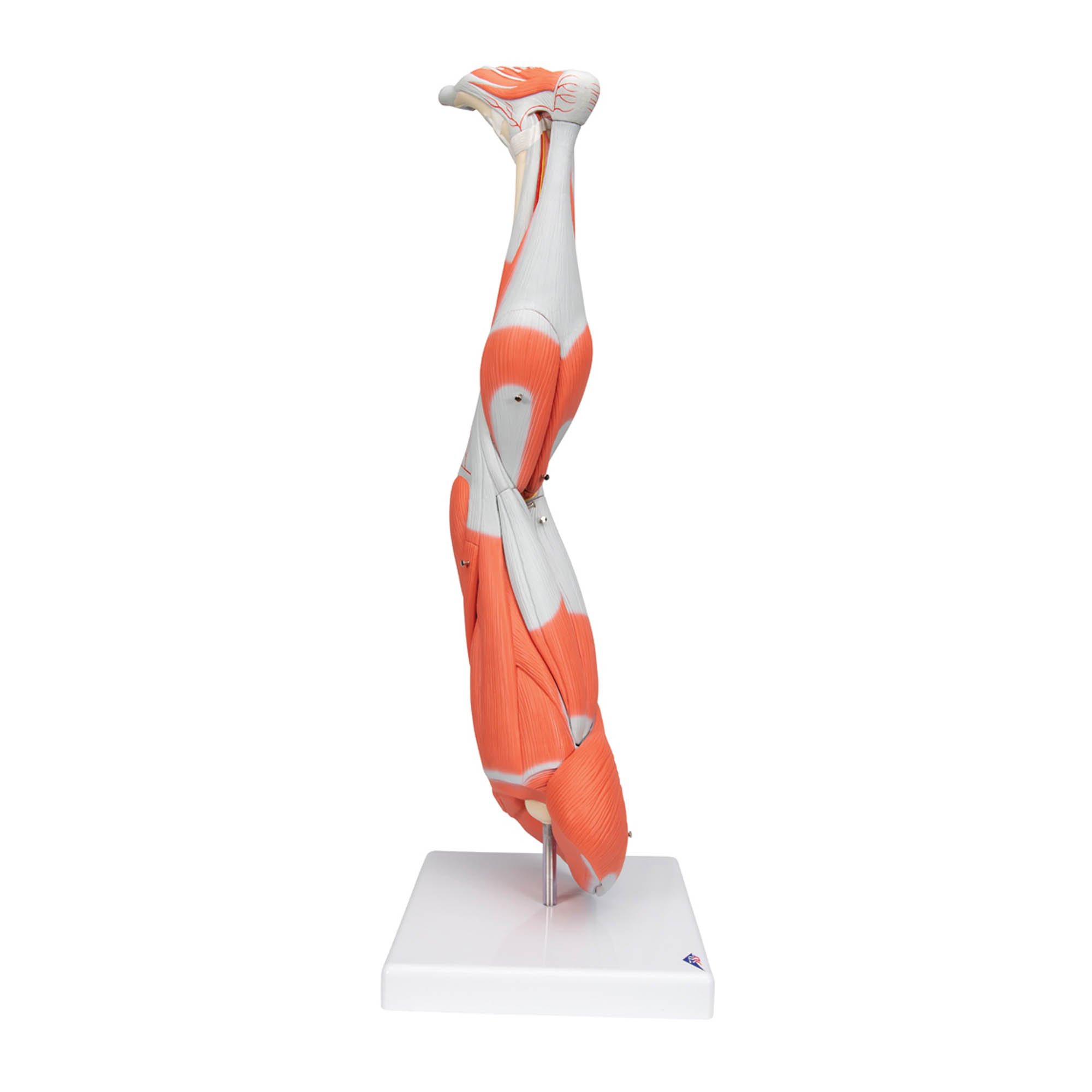 3B Scientific M20 Muscles of the Left Leg Model 9-Part 3/4 Life-Size