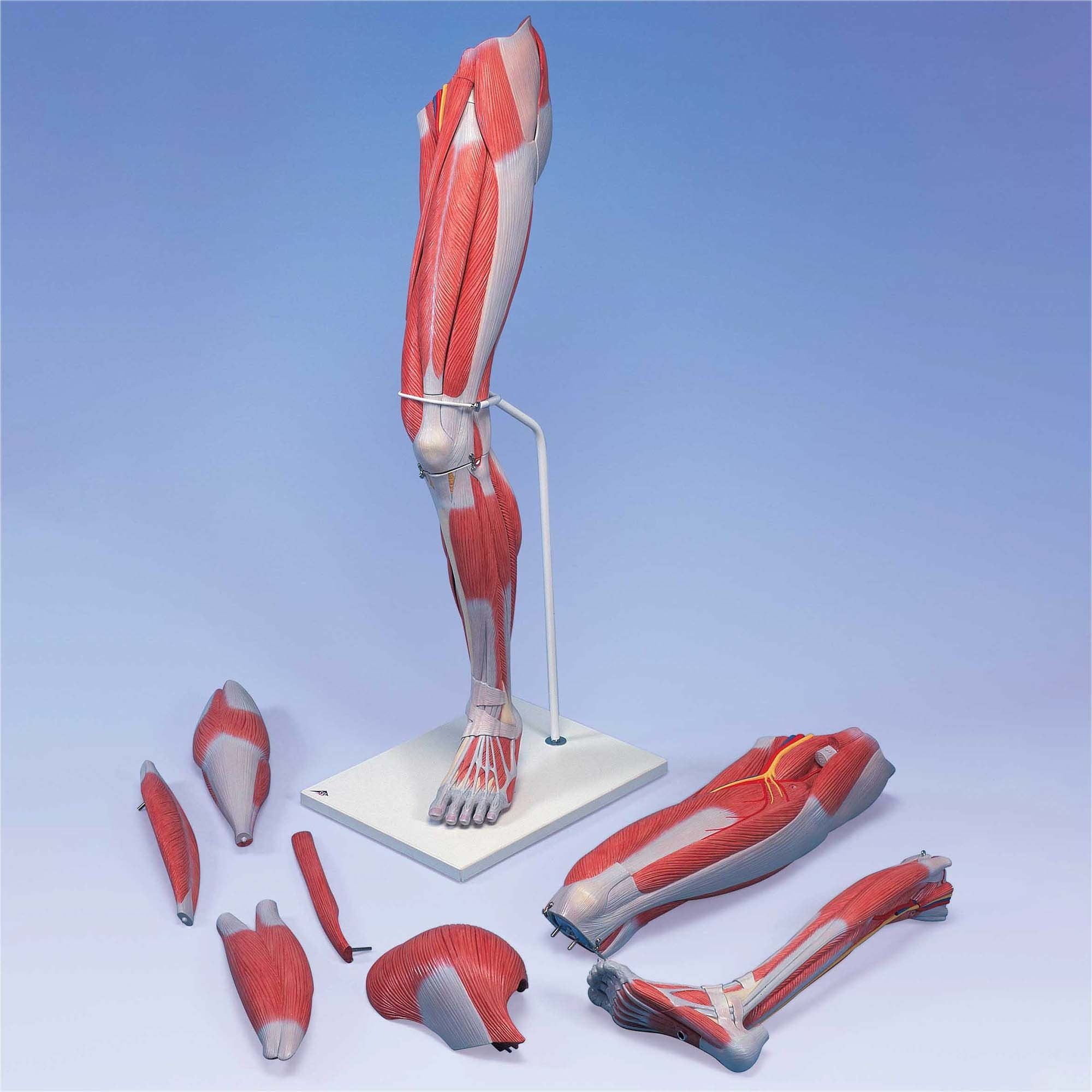 Anatomy Of Leg Muscle Model