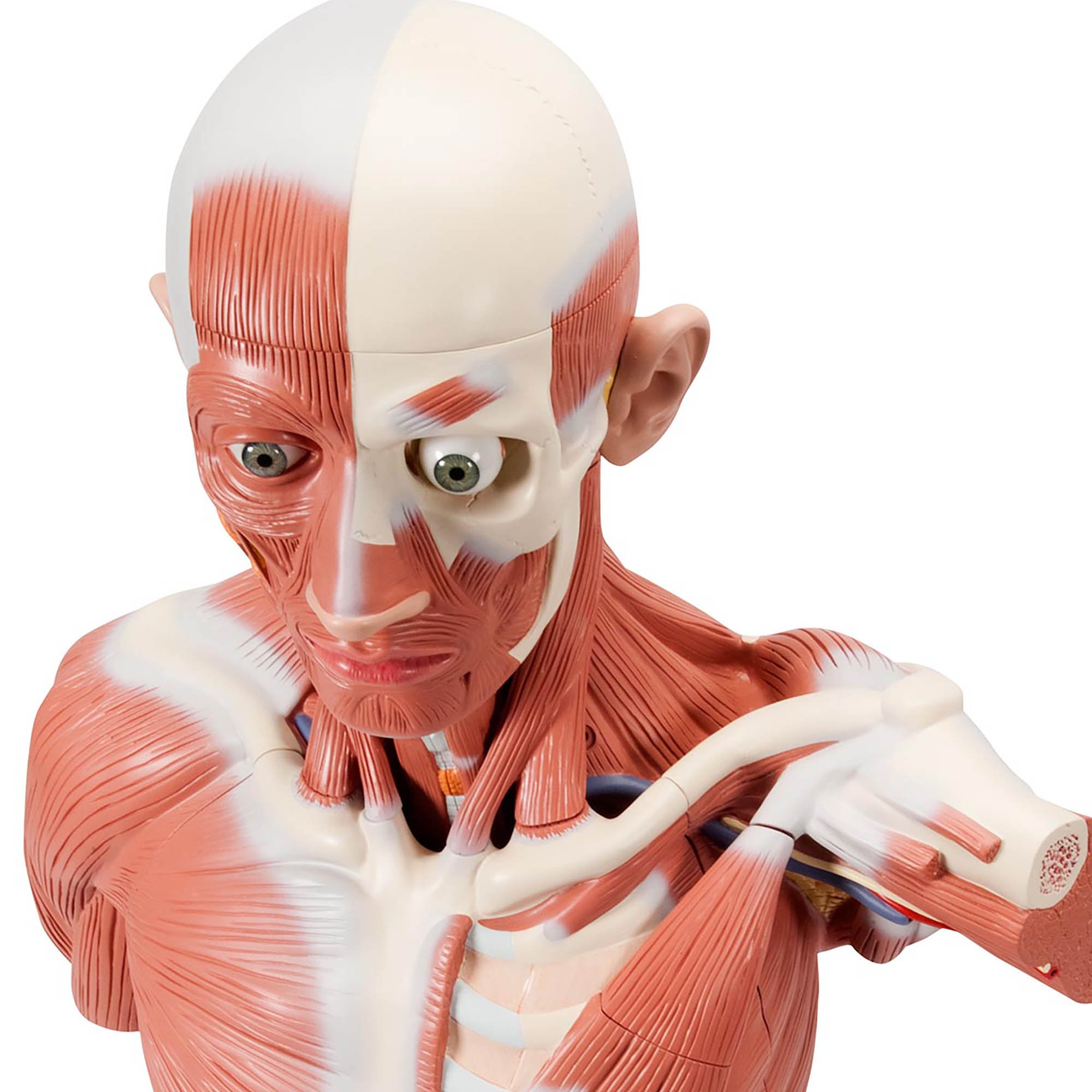 3B Scientific VA01 Male Muscular Anatomy Model Life-Size 37-Part