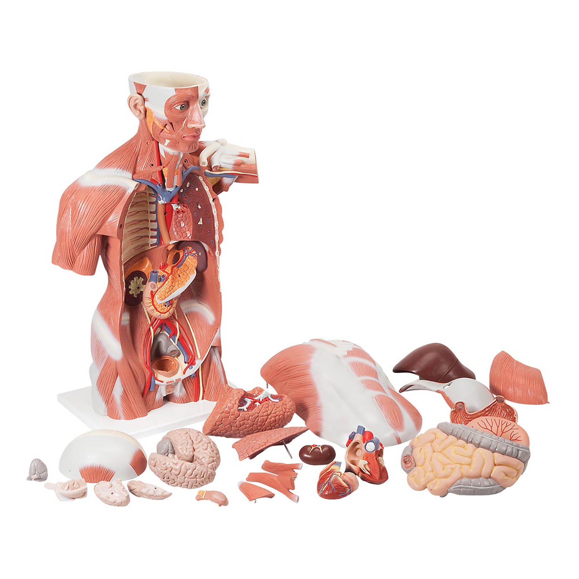 3B Scientific VA16 Life Size Muscle Torso Model 27 Part