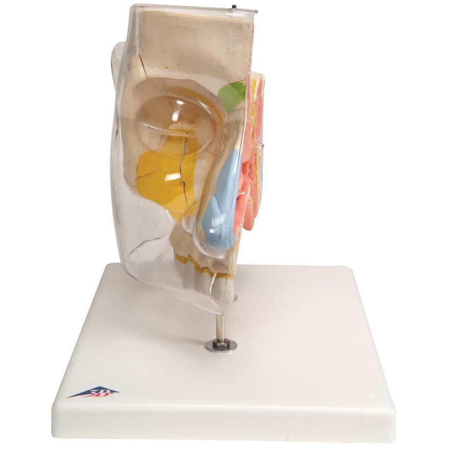3B Scientific E20 Nose Model with Paranasal Sinuses 5-Part