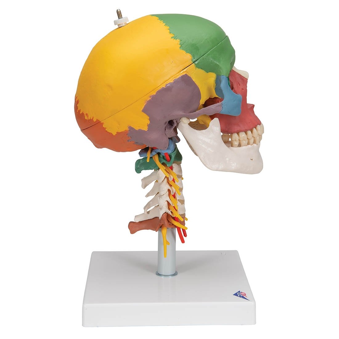 3B Scientific A20-2 Didactic Skull on Cervical Spine Model 4-Part