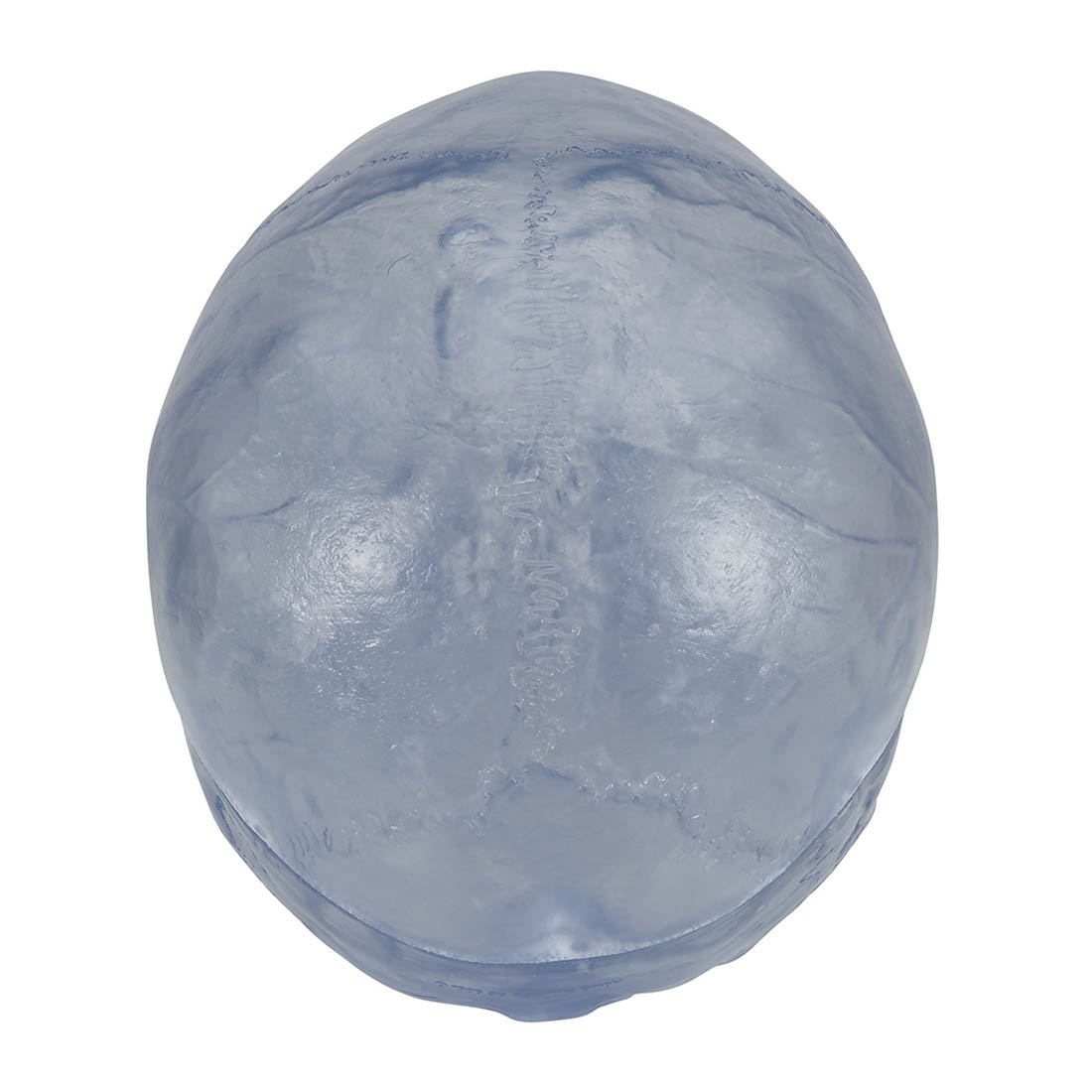 3B Scientific A20-T 3-Part Transparent Classic Human Skull Model