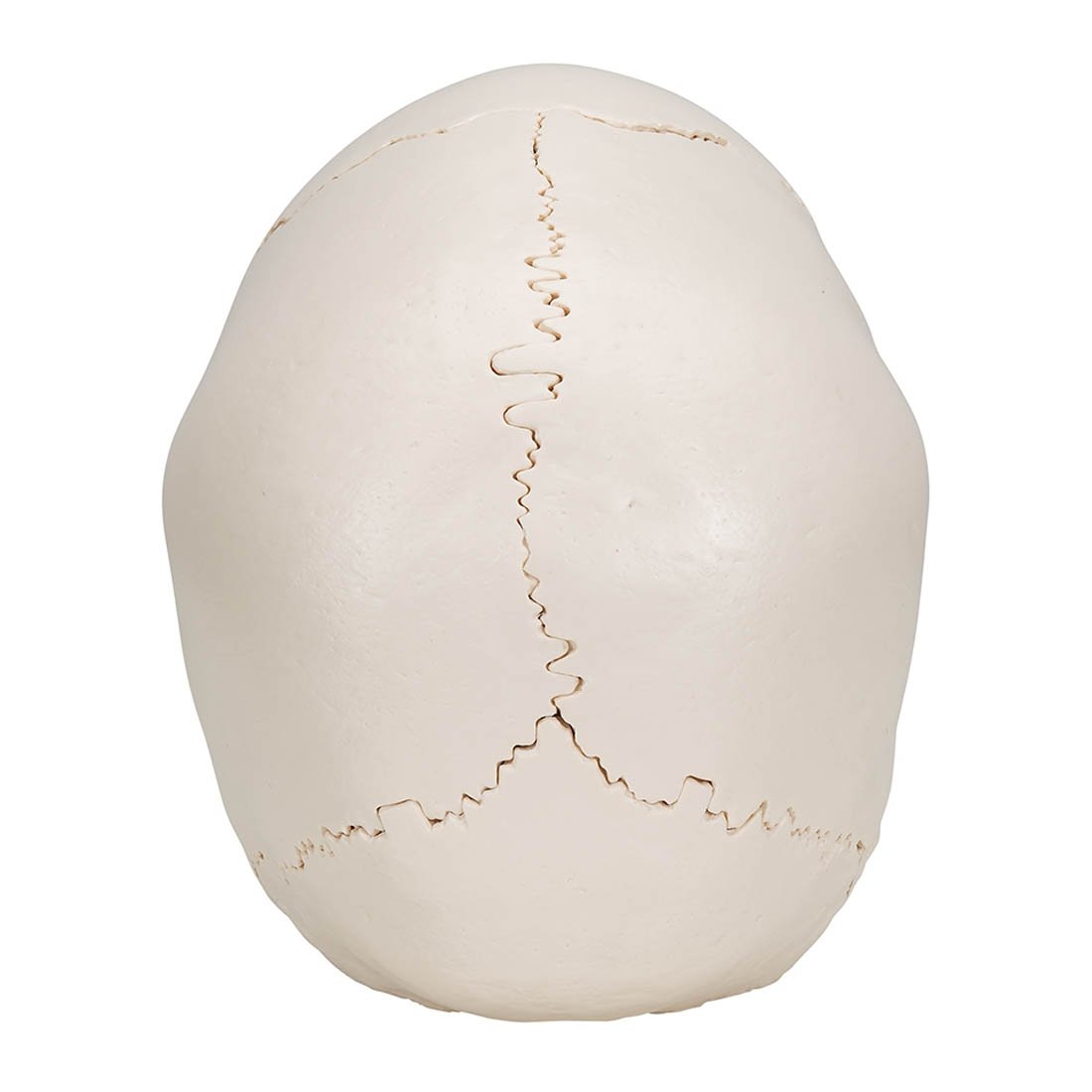 3B Scientific A290 Natural Bone Color Human Skull Kit