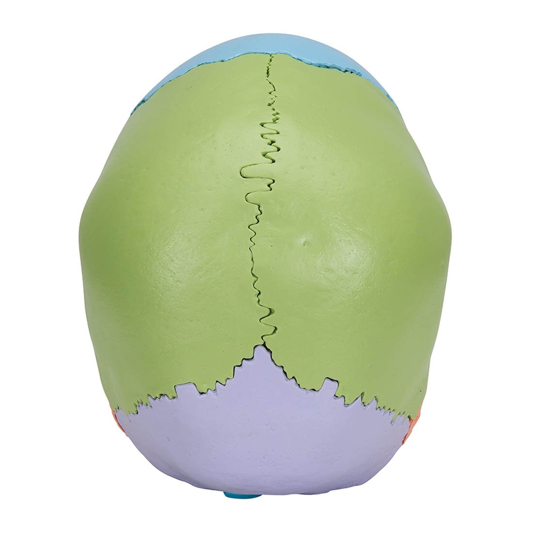 3B Scientific A291 Didactic Color Coded Human Skull Kit