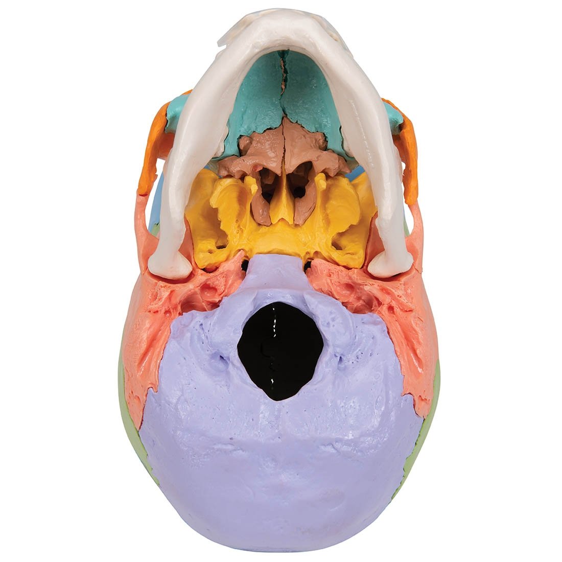 3B Scientific A291 Didactic Color Coded Human Skull Kit