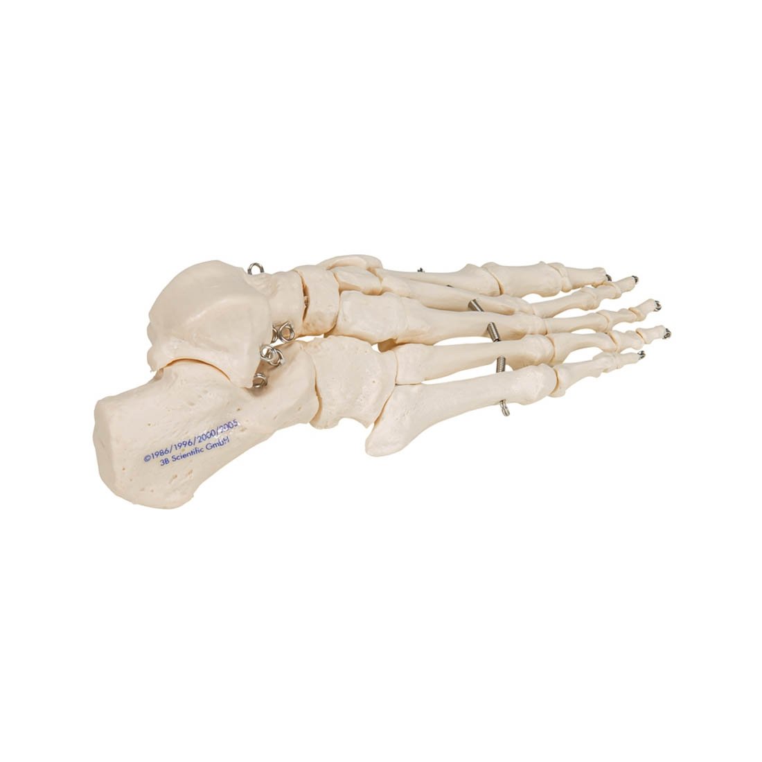 3B Scientific Foot Skeleton Mounted on Wire - Left