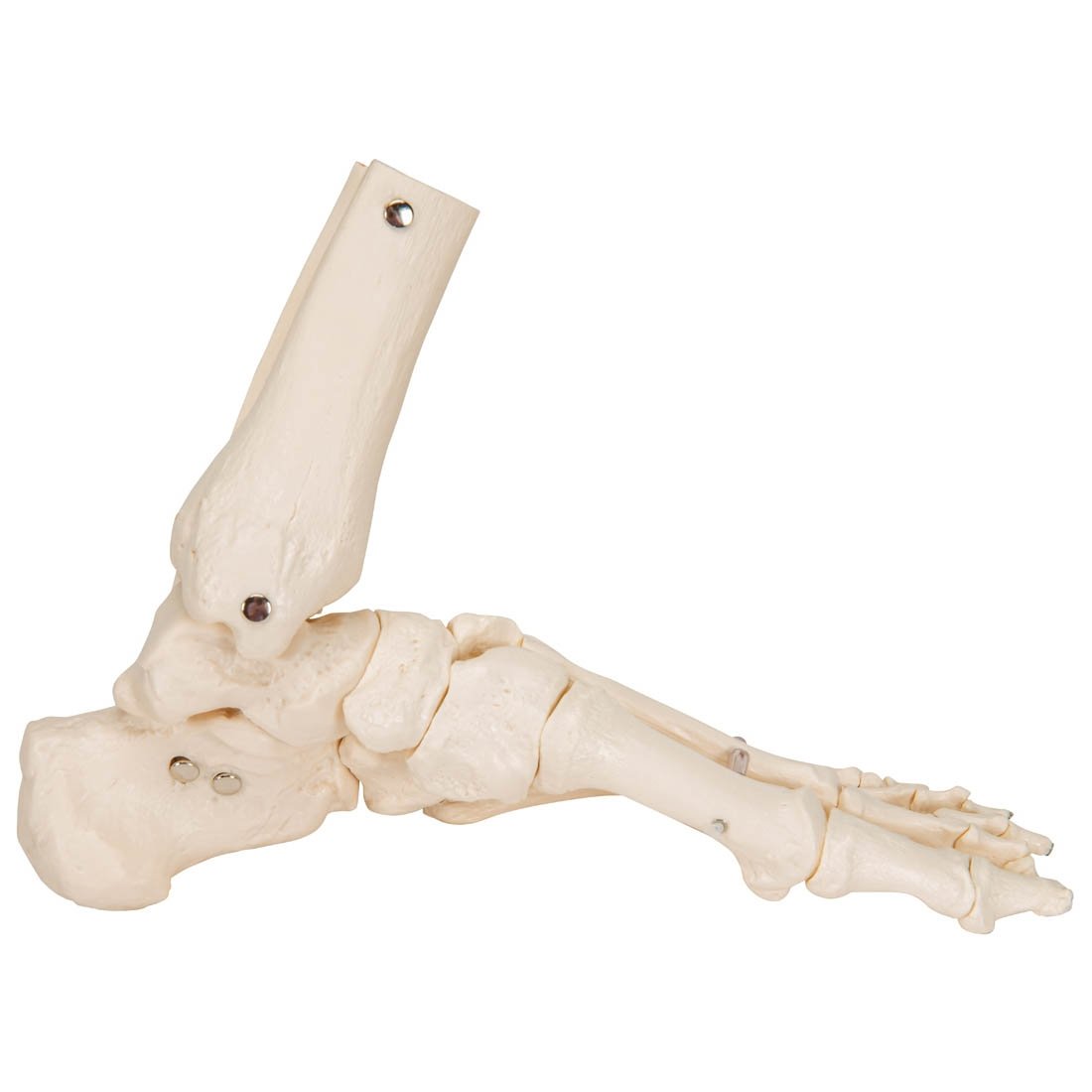 3B Scientific A31/1 Loose Foot and Ankle Skeleton with Elastic Bungy