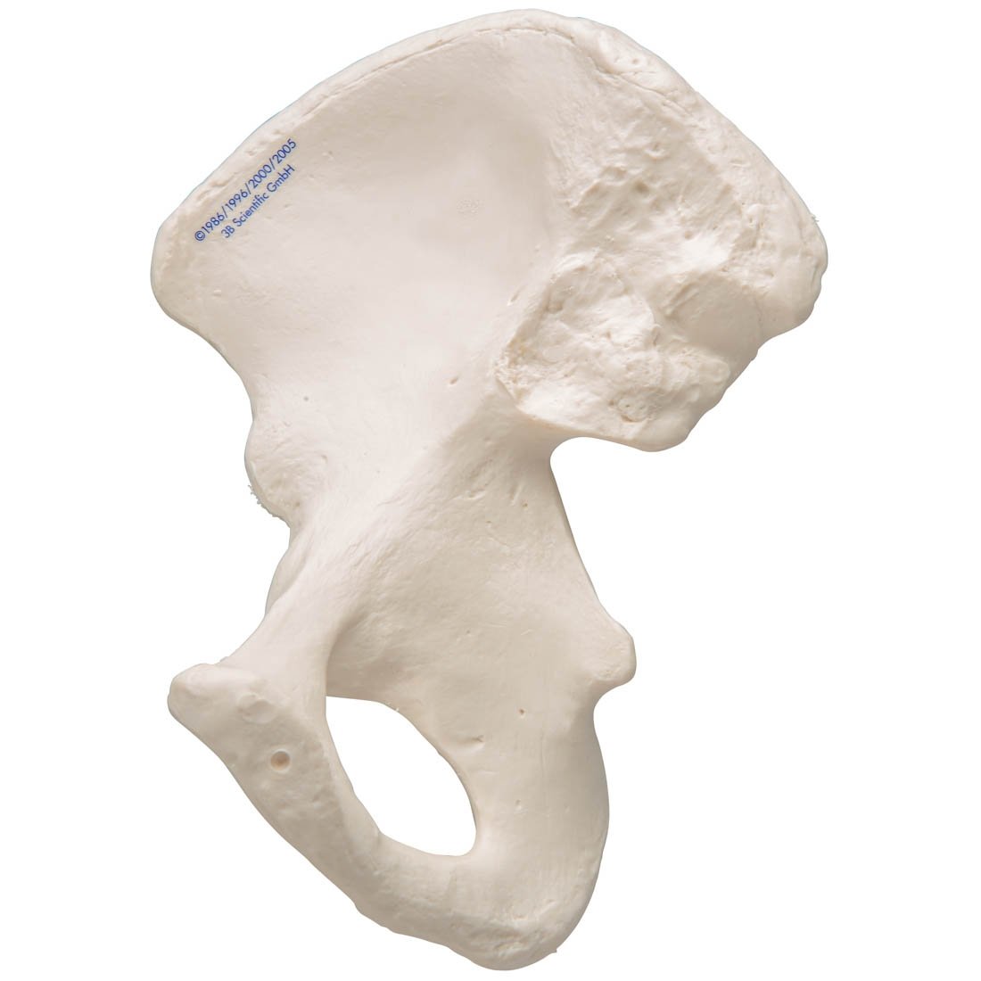 3B Scientific A35-5L Individual Hip Bone Model