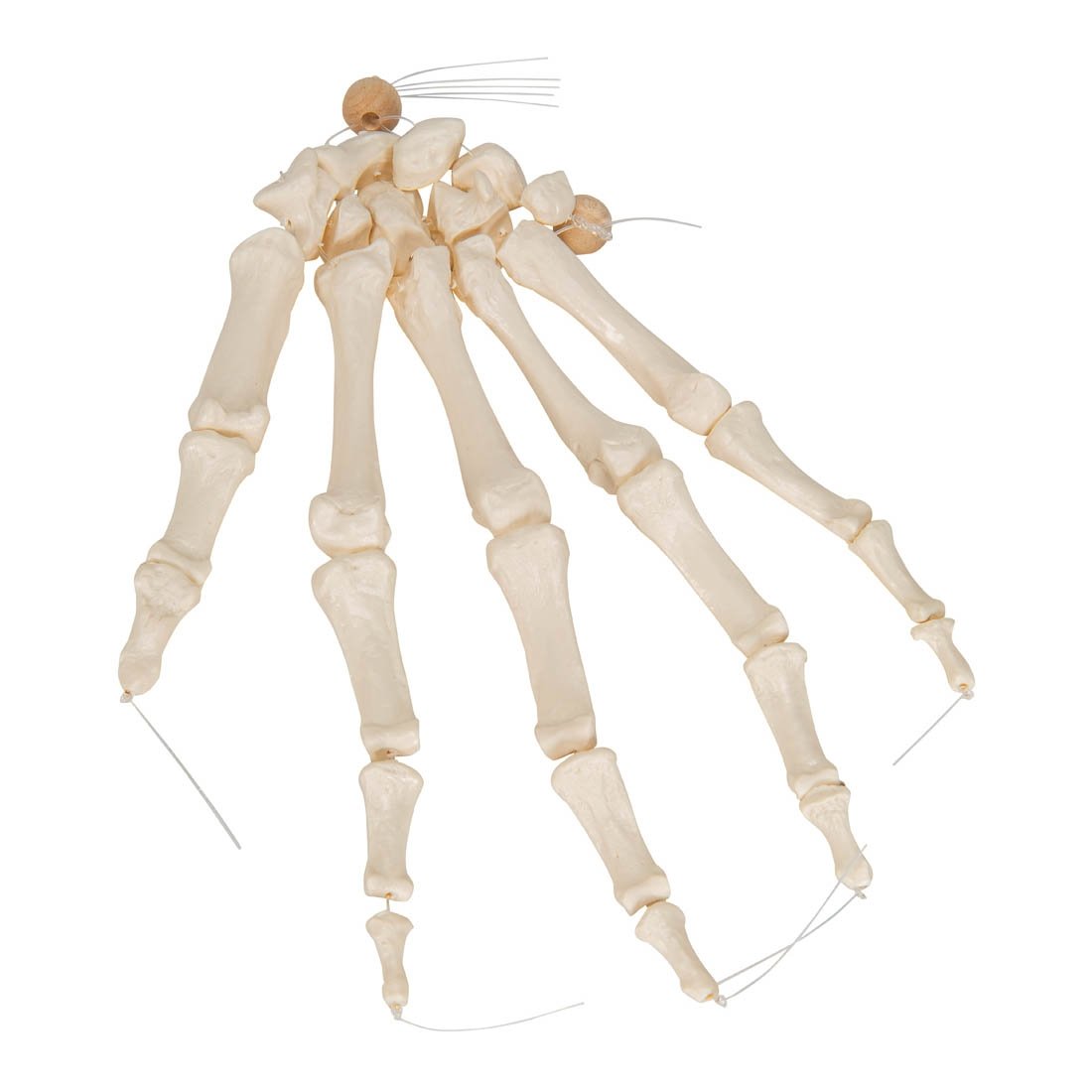 3B Scientific A40-2L Hand Skeleton Loosely Threaded on Nylon 3B Smart ...