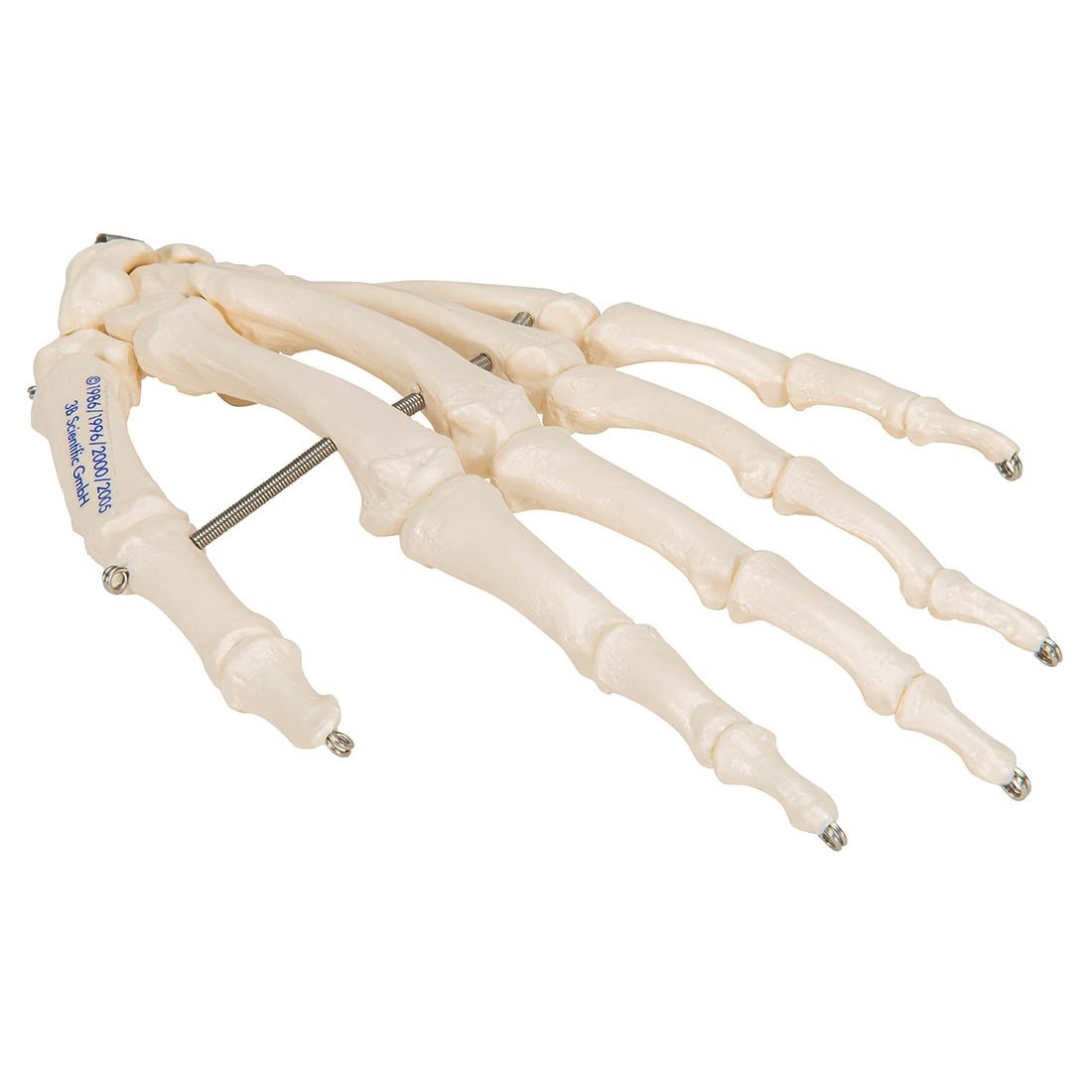 3B Scientific A40L Hand Skeleton Wire Mounted