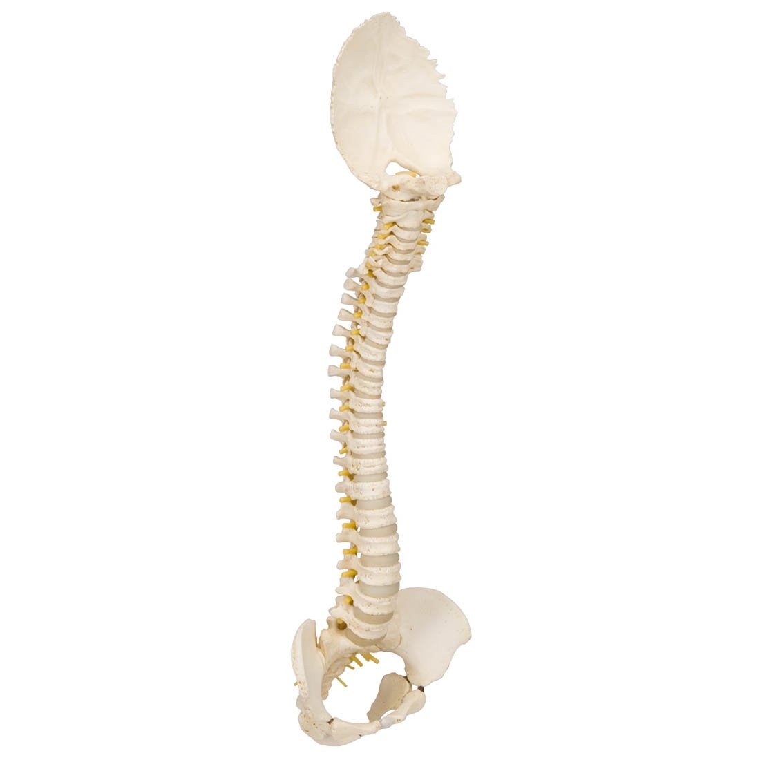 3B Scientific A52 BONElike Child's Vertebral Column Model 3B Smart Anatomy