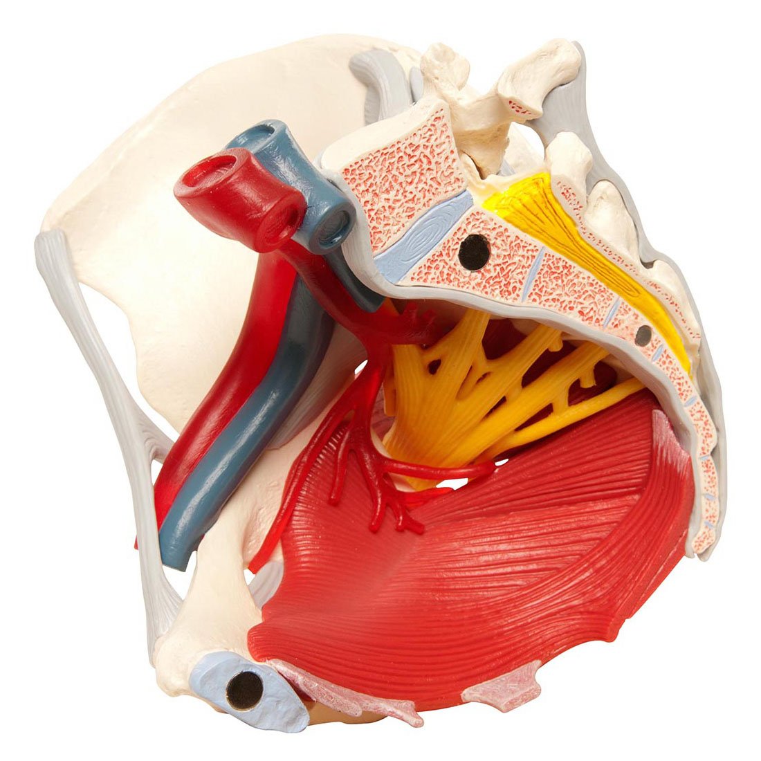 Pelvic Anatomy Female Ligaments Female Pelvis Model W