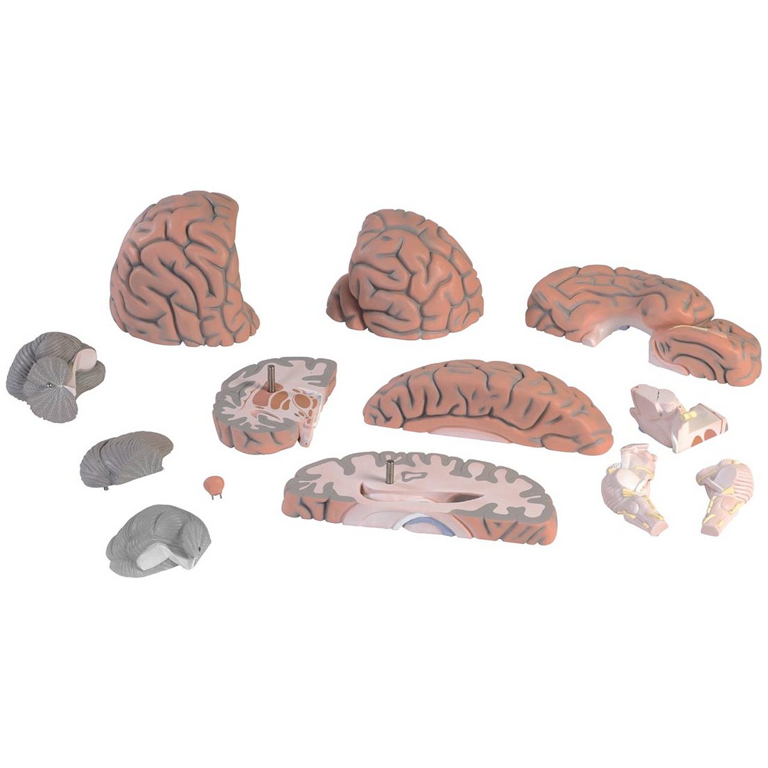 3B Scientific VH409 Giant Brain Model 14-Part 2.5x Full-Size