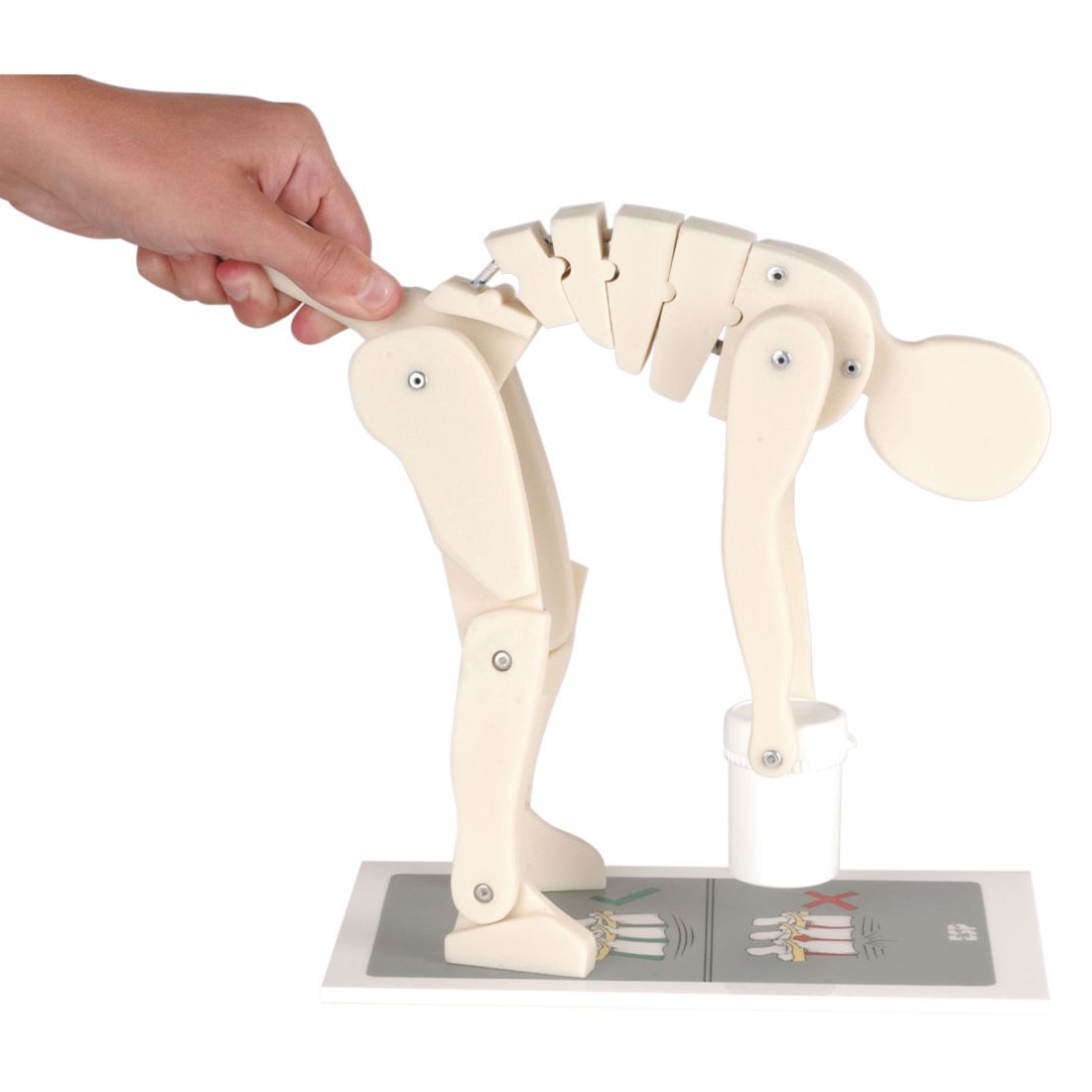 3B Scientific W19007 Lifting Demonstration Figure