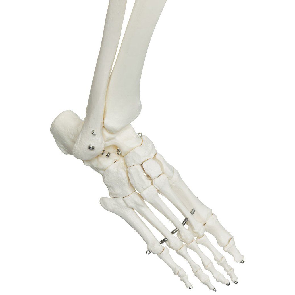 Human Skeleton Model "Stan" 3B Scientific | A10