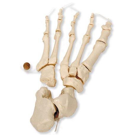 3B Scientific Disarticulated Half Skeleton Models