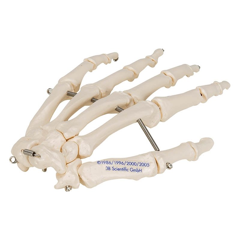 3B Scientific A40L Hand Skeleton Wire Mounted