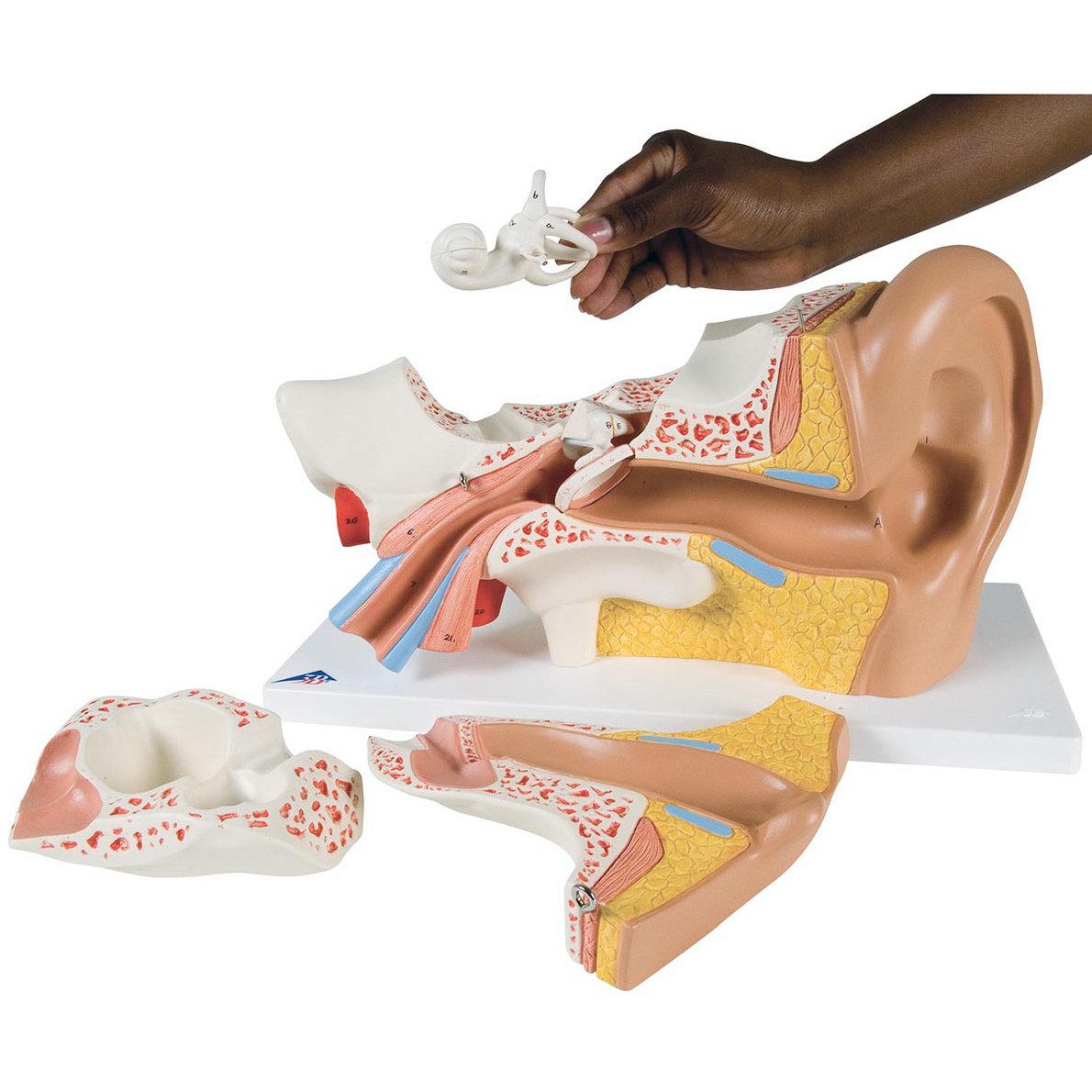 3B Scientific E11 Six-Part Giant Ear Model 3x Life-Size