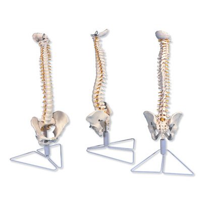 3B Scientific VB84 Flexible Spine Model Soft Intervertebral Discs