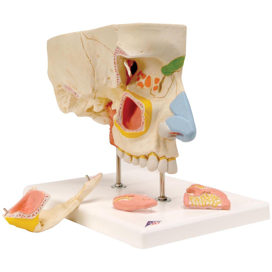 3B Scientific E20 Nose Model with Paranasal Sinuses 5-Part