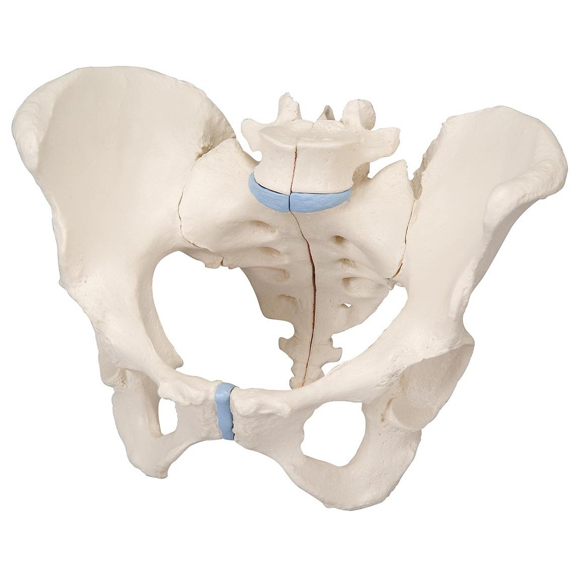 3B Scientific H20-1 Female Pelvis Model Life-Size 3-Part
