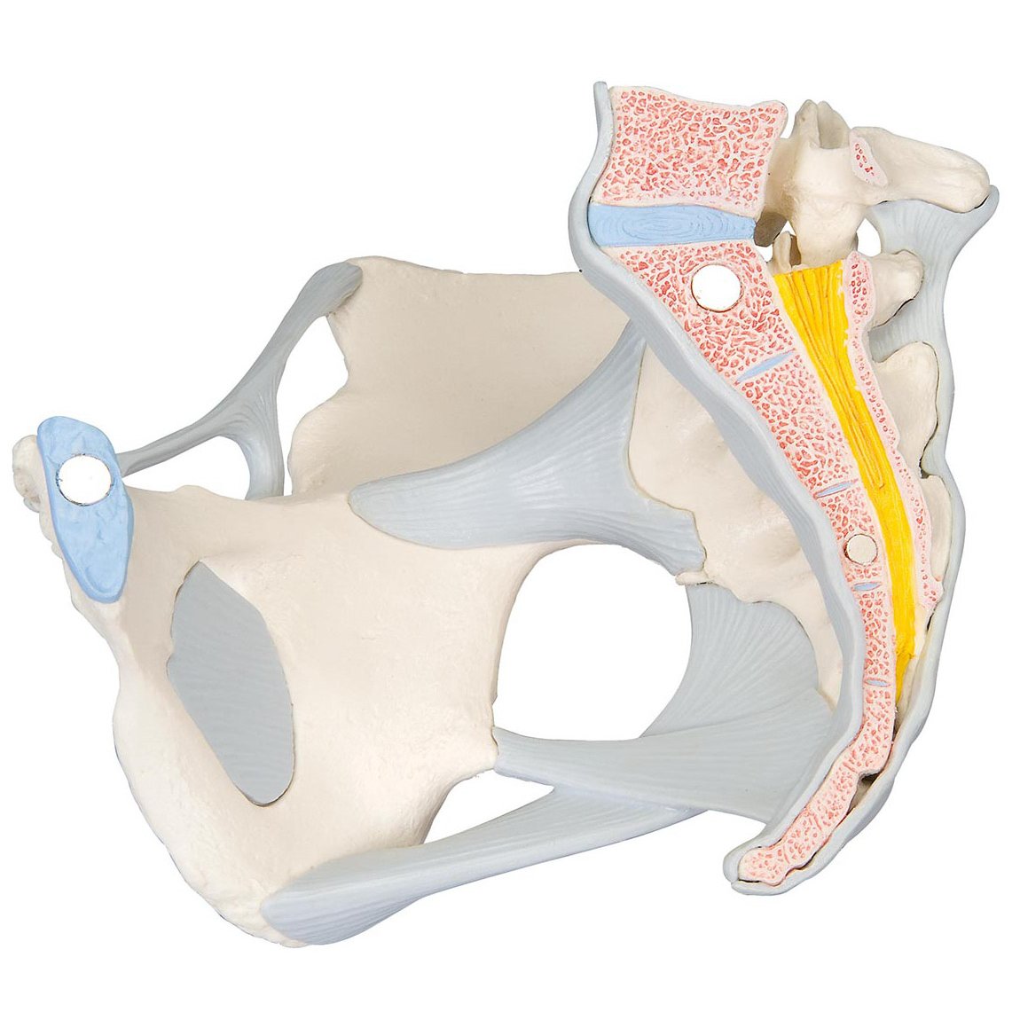 3B Scientific H20-2 Female Pelvis Model with Ligaments 3-Part