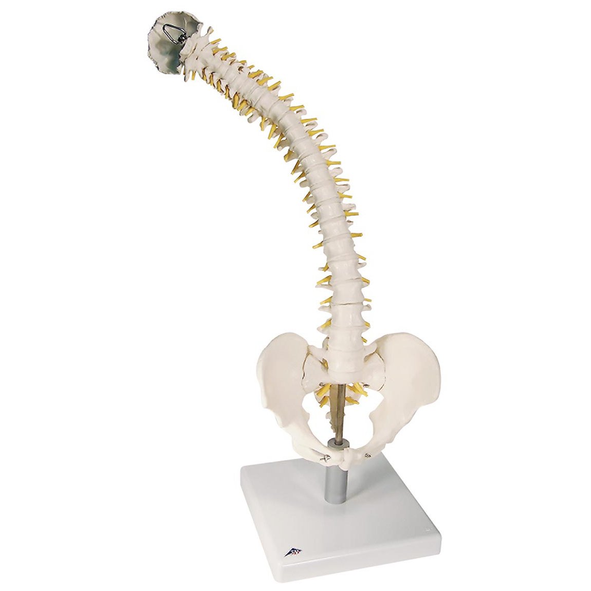 3B Scientific VB84 Flexible Spine Model Soft Intervertebral Discs