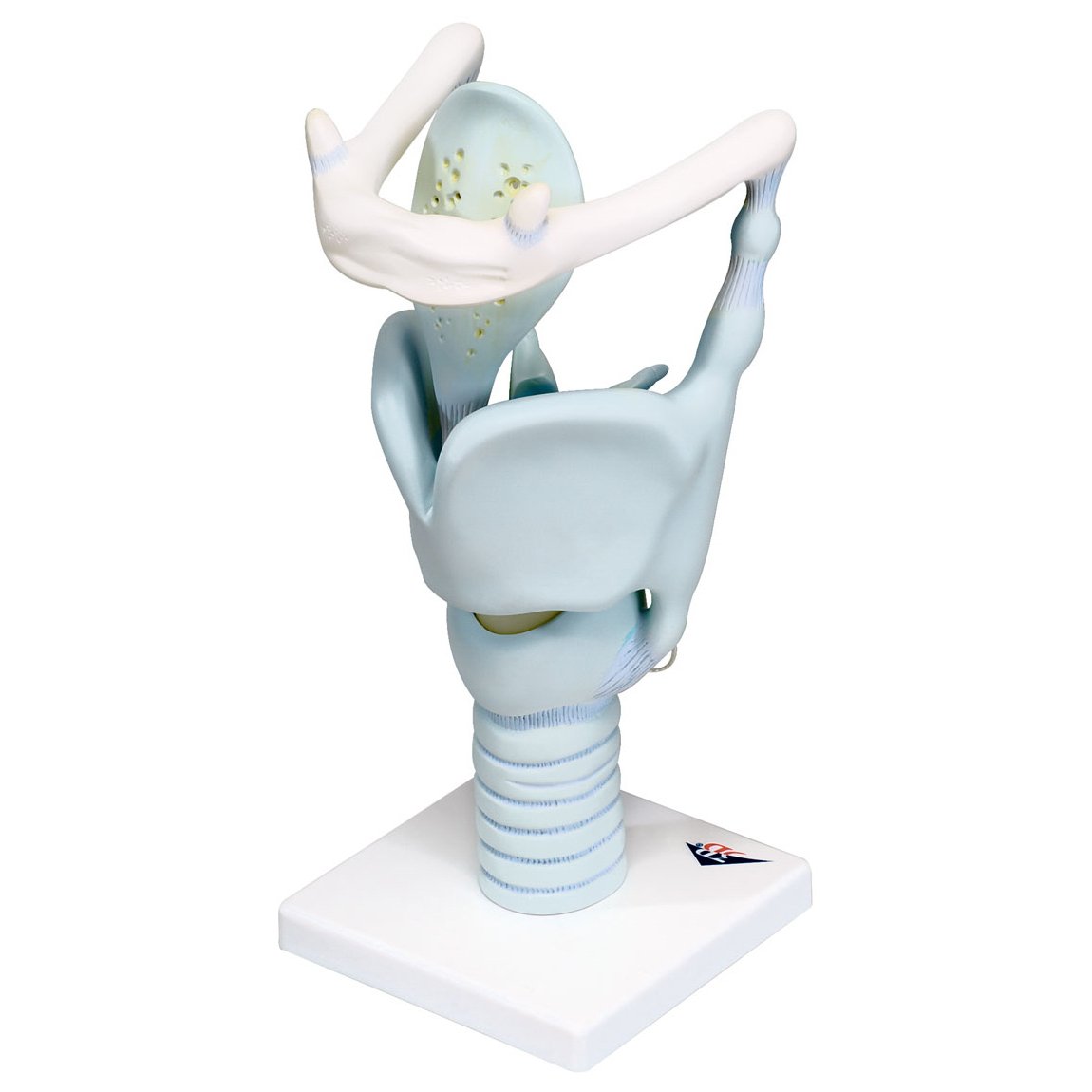 3B Scientific VC219 Functional Larynx Model 3 Times Full-Size