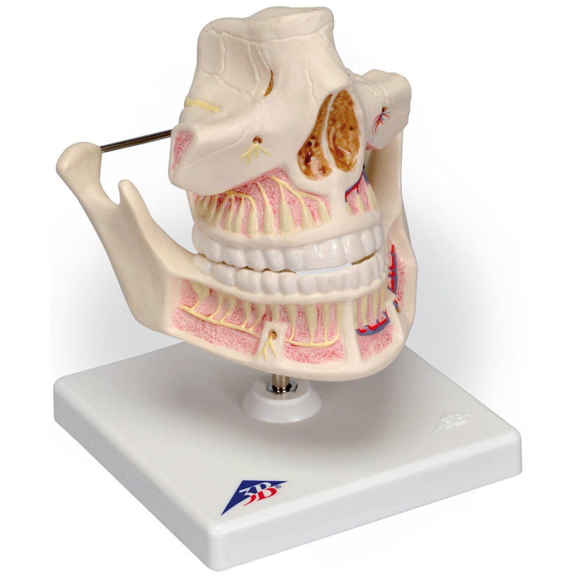 3B Scientific VE281 Adult Denture Model