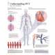 Scientific Publishing Understanding DVT Deep Vein Thrombosis Chart