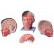 3B Scientific C07 Life Size Head with Neck 4-Part Model