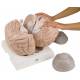3B Scientific VH409 Giant Brain Model 14-Part 2.5x Full-Size