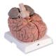 3B Scientific VH409 Giant Brain Model 14-Part 2.5x Full-Size