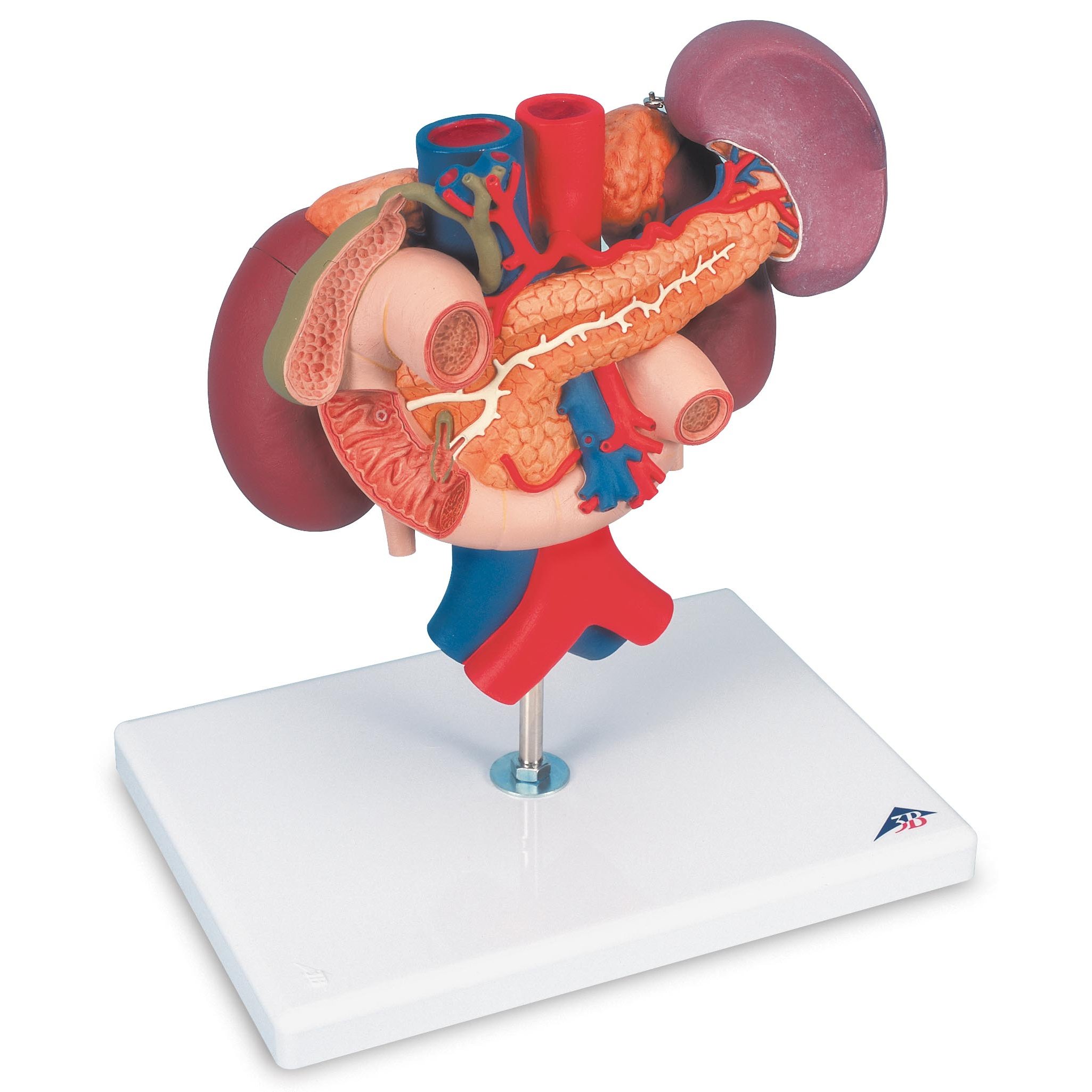 3B Scientific K22-3 Kidneys With Rear Organs Upper Abdomen 3-Part